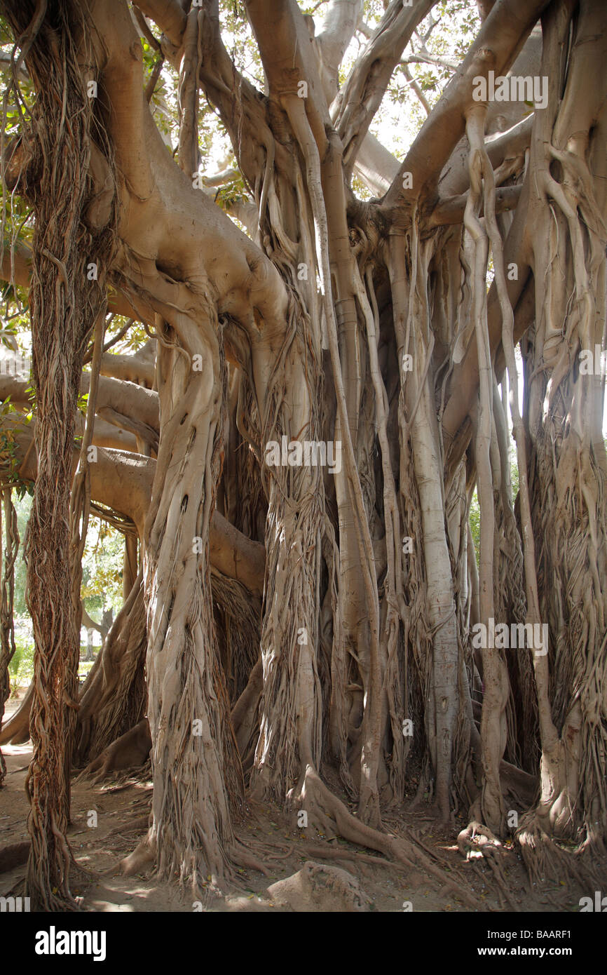 Palermos oldest tree 150 year old ficus hi-res stock photography and ...