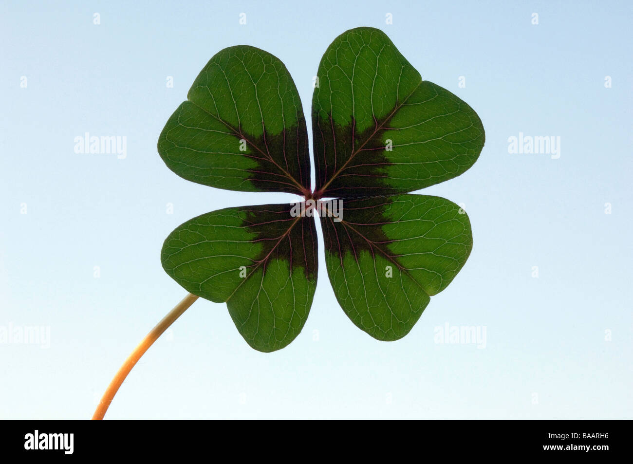 Four leaved clover hi-res stock photography and images - Alamy