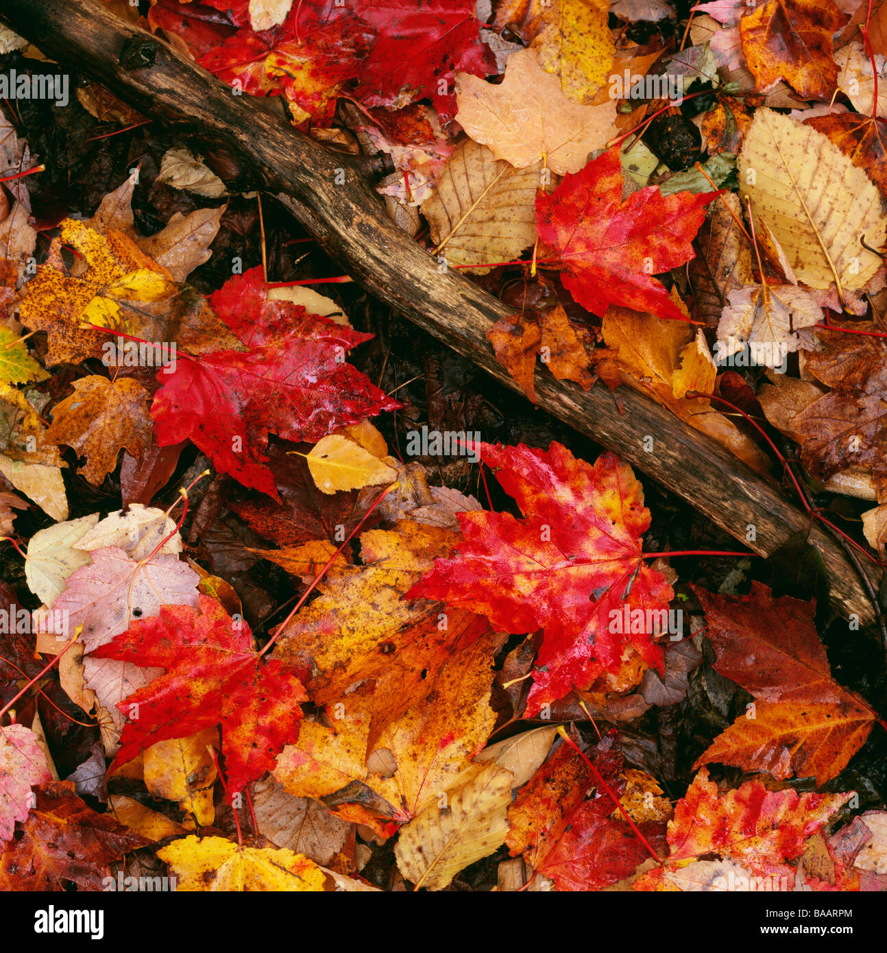 Wetting Leaves High Resolution Stock Photography and Images - Alamy