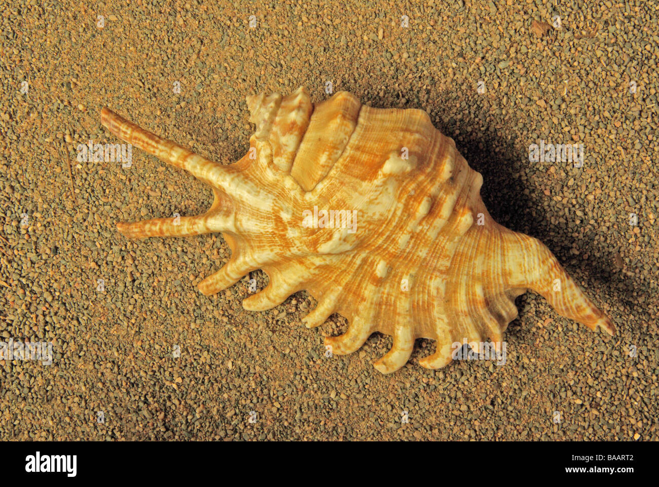 Lambis hi-res stock photography and images - Alamy
