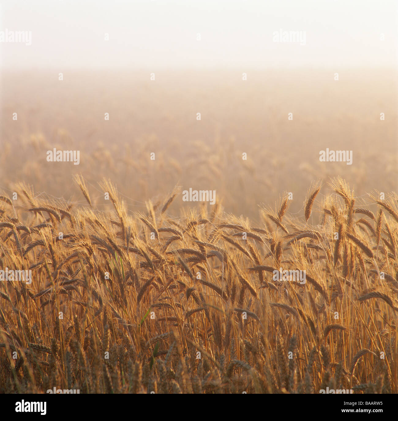 Abundance col hi-res stock photography and images - Alamy