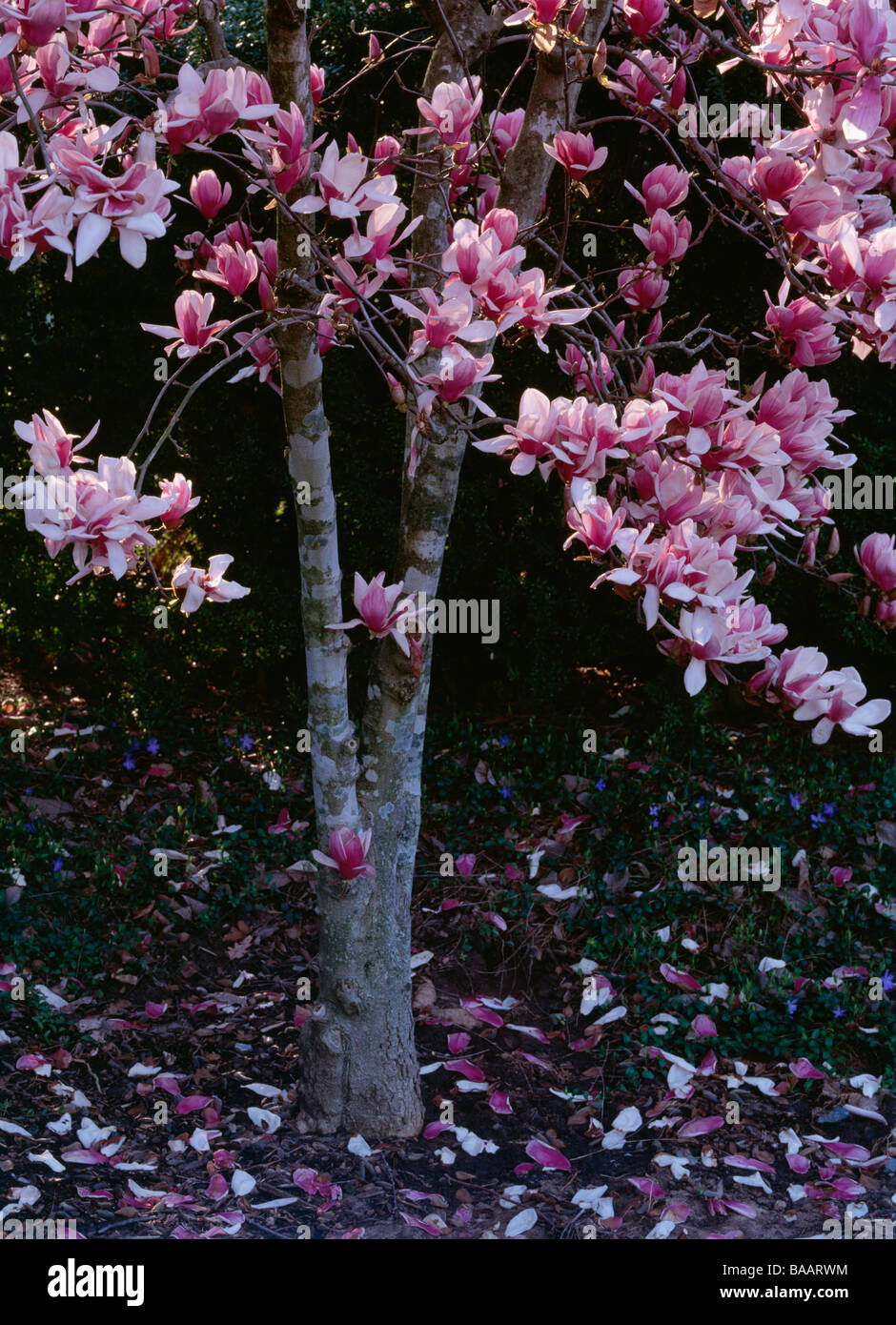 Flower tree in bloom Stock Photo - Alamy