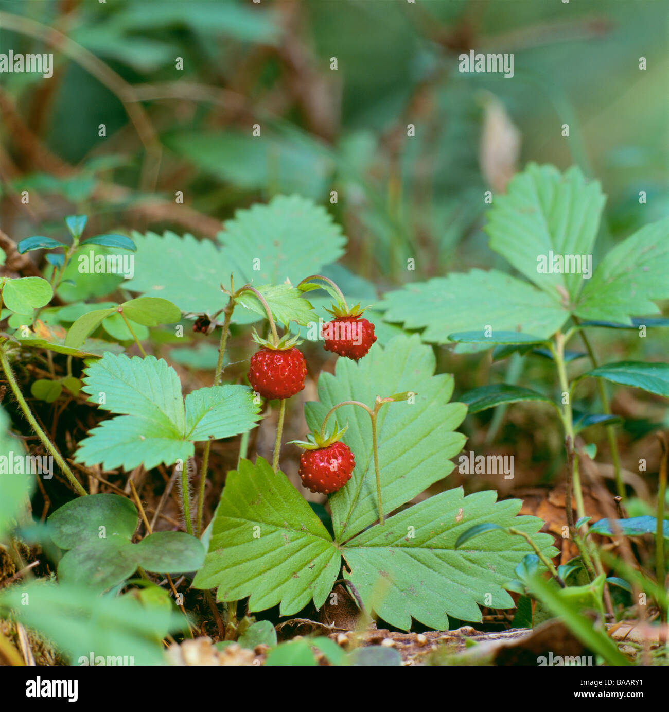 Wild strawberry plant close-up Stock Photo - Alamy