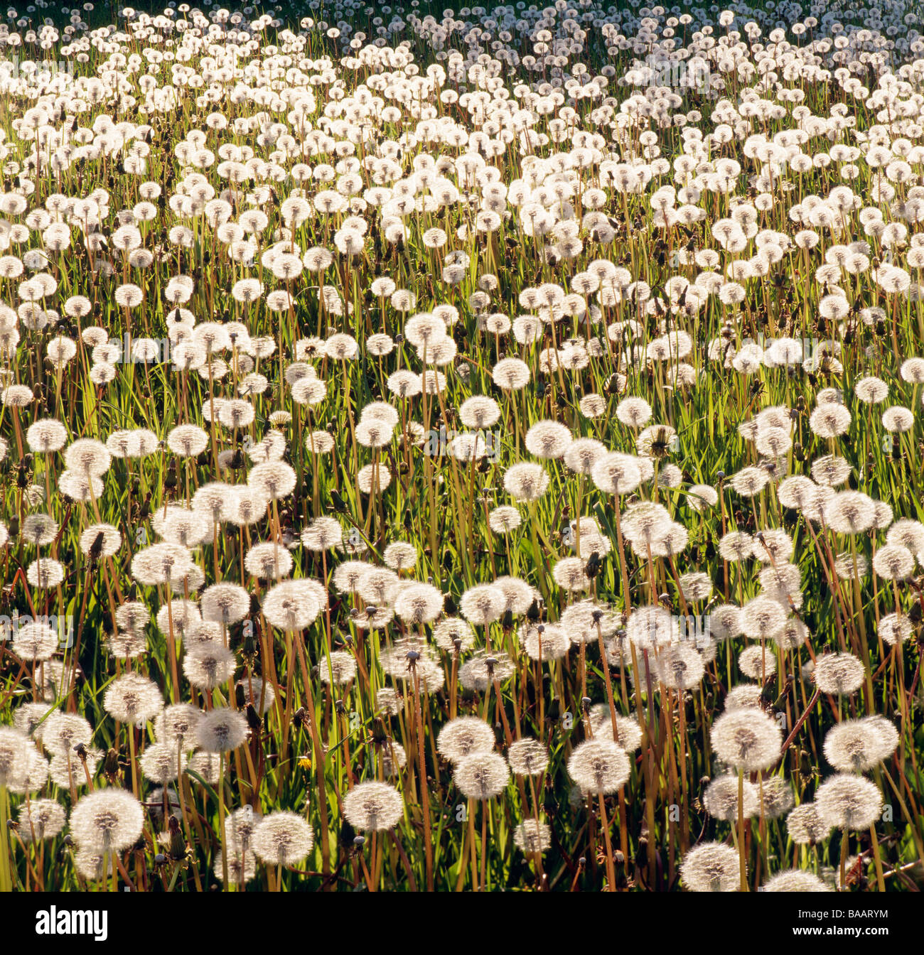 Flowers in field close-up Stock Photo - Alamy