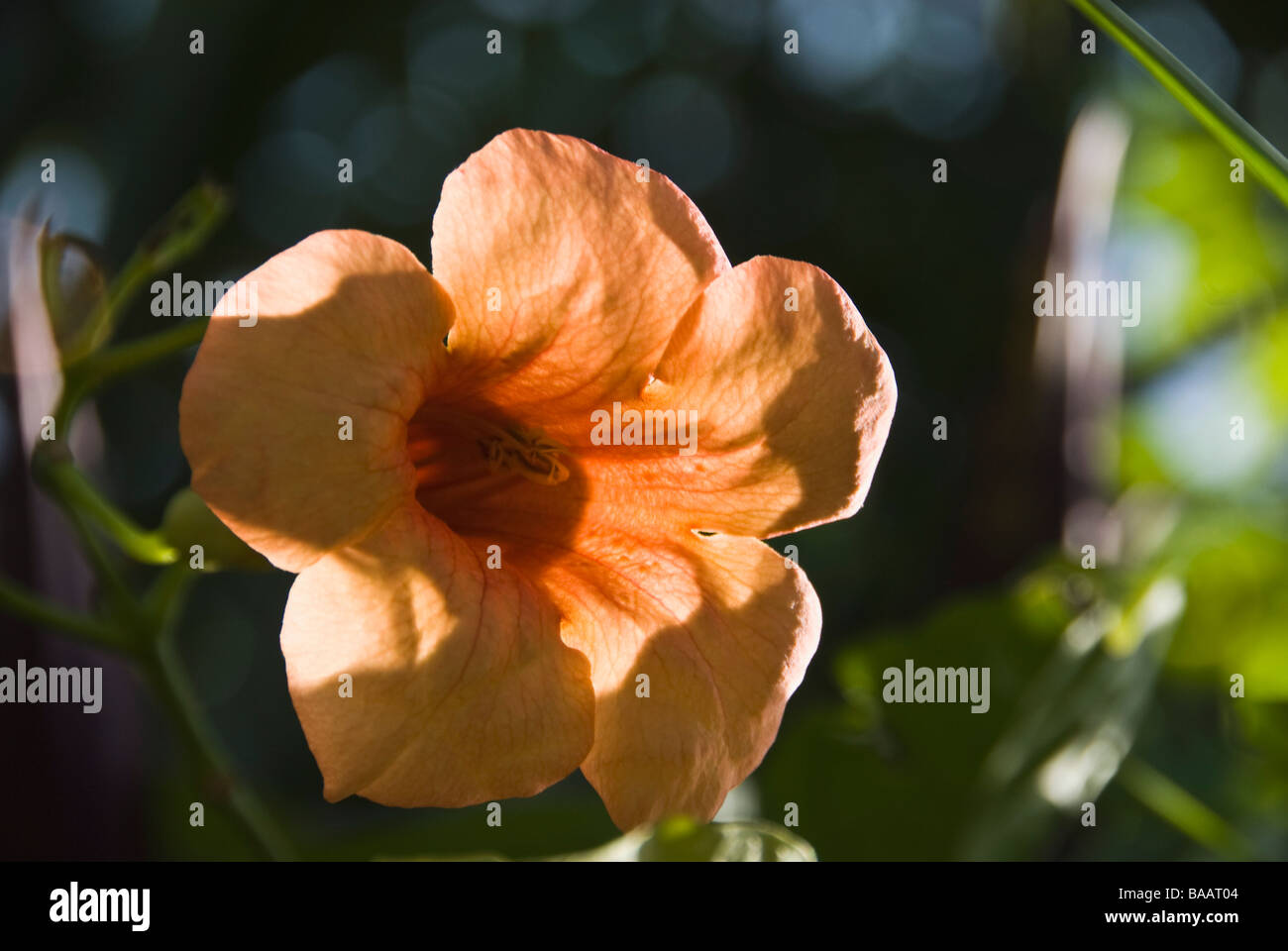 Close-up of a flower, Gurgaon, Haryana, India Stock Photo - Alamy