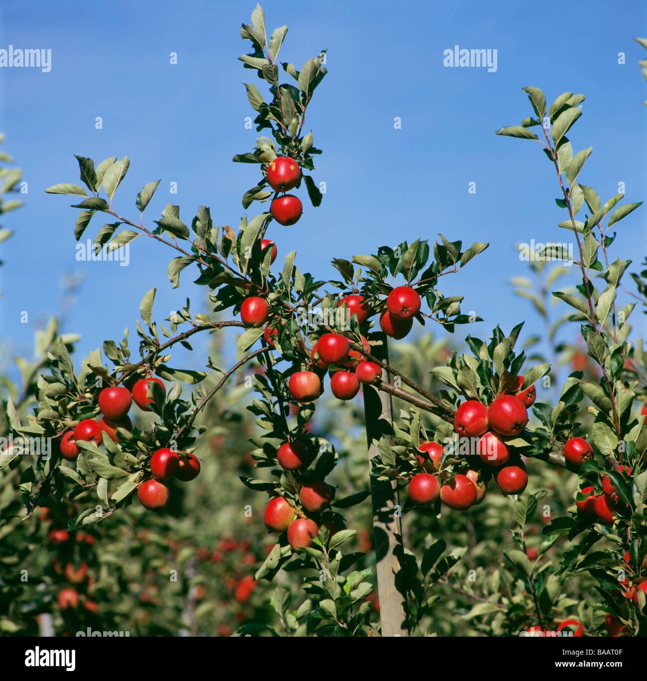 Swedish apples hi-res stock photography and images - Alamy