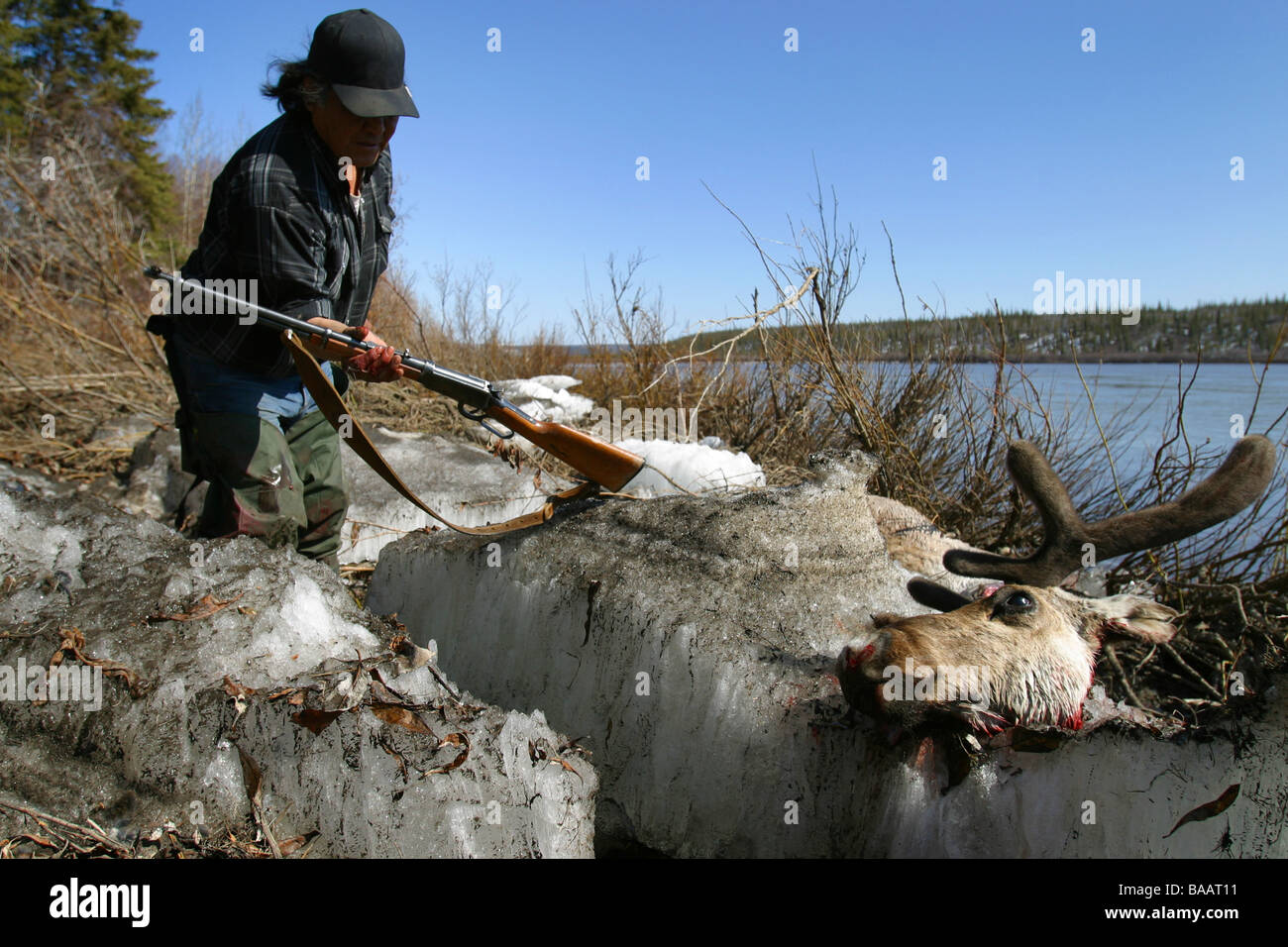 A First Nations hunter butchers a Porcupine caribou on the banks of the ...