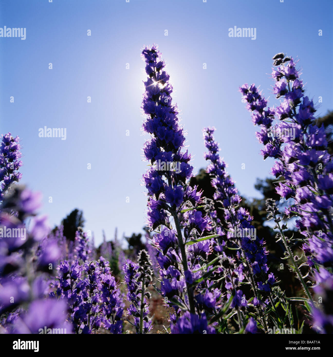 Plant low hi-res stock photography and images - Alamy