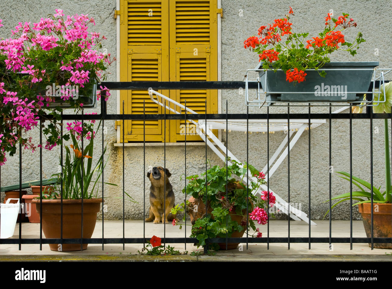 photograph of guard dog barking on terrace with flower boxes Stock ...