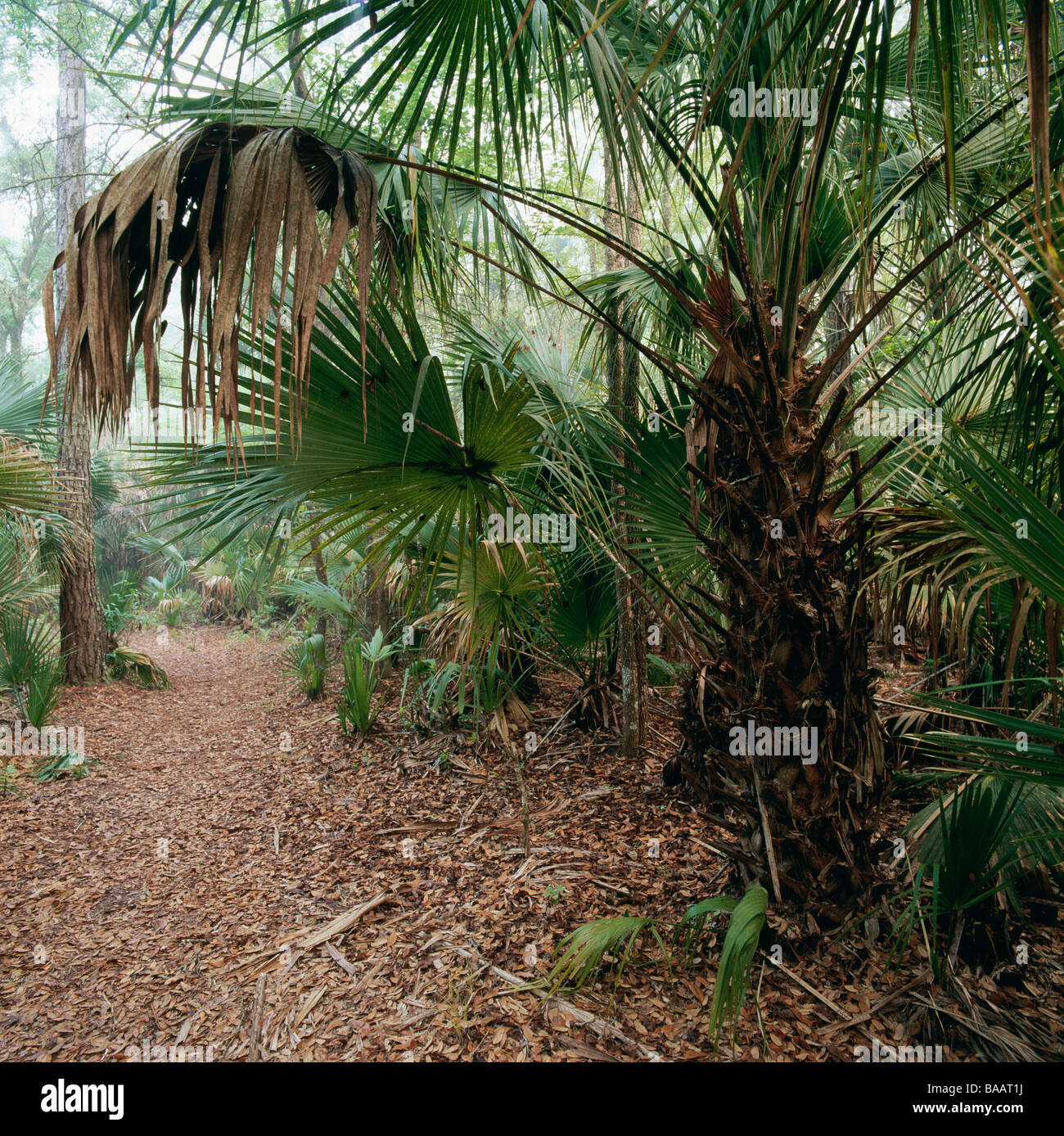 Trees in forest Stock Photo - Alamy