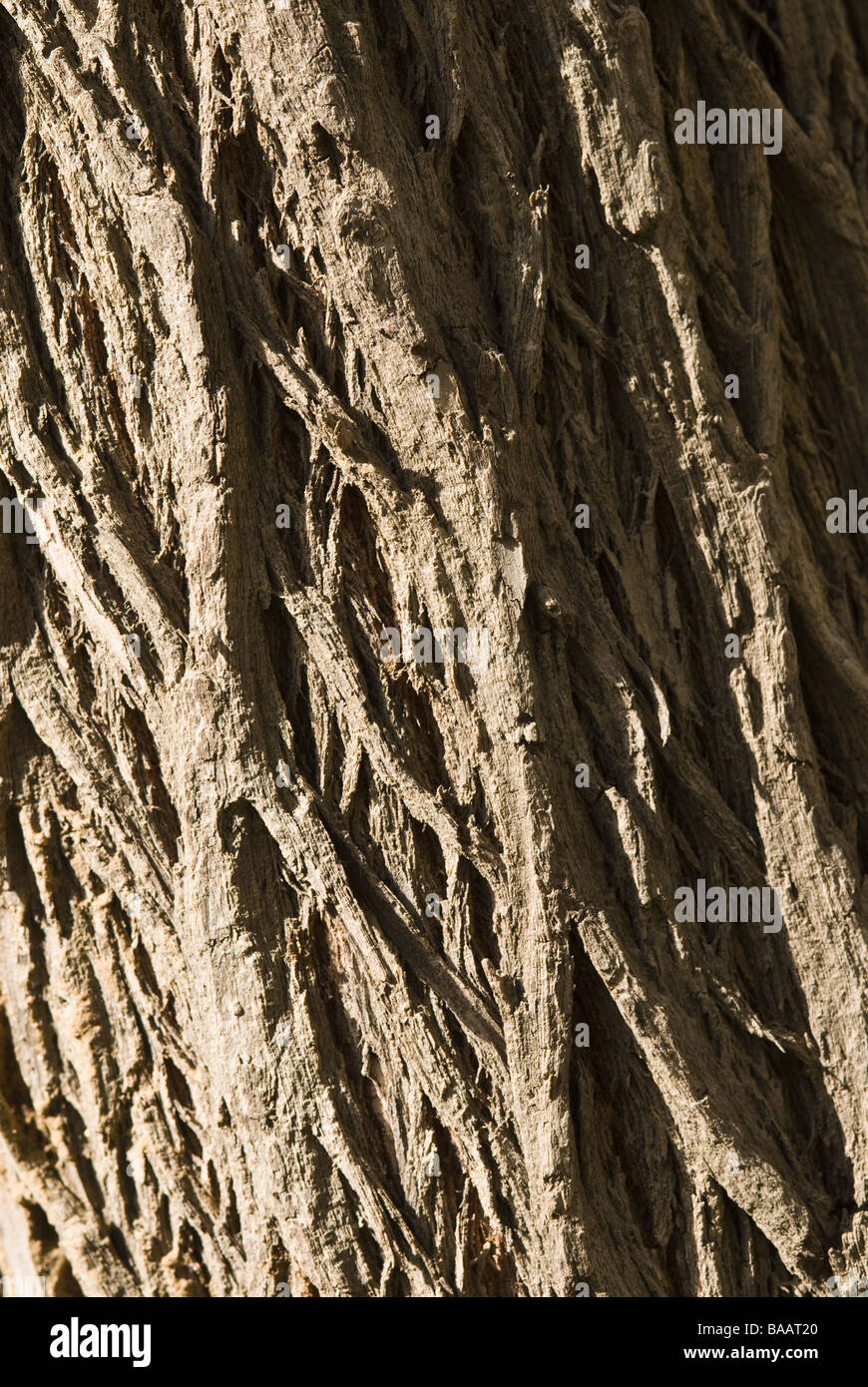 Details of a tree trunk, Gurgaon, Haryana, India Stock Photo - Alamy