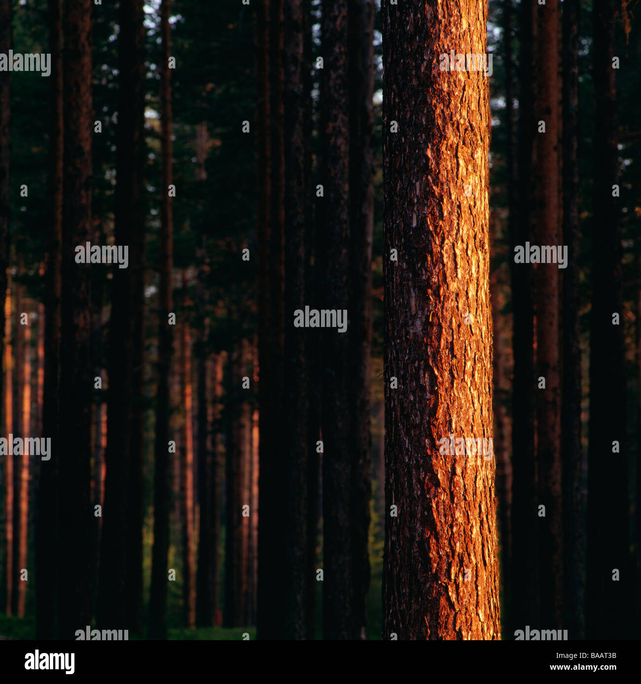 Trees in forest Stock Photo - Alamy
