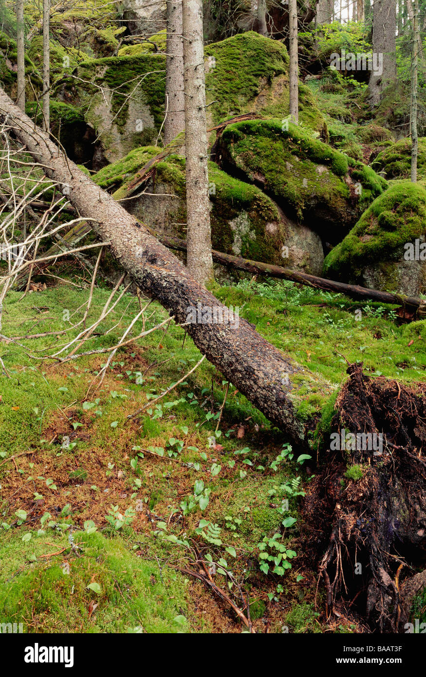 Uprooted tree in forest Stock Photo - Alamy