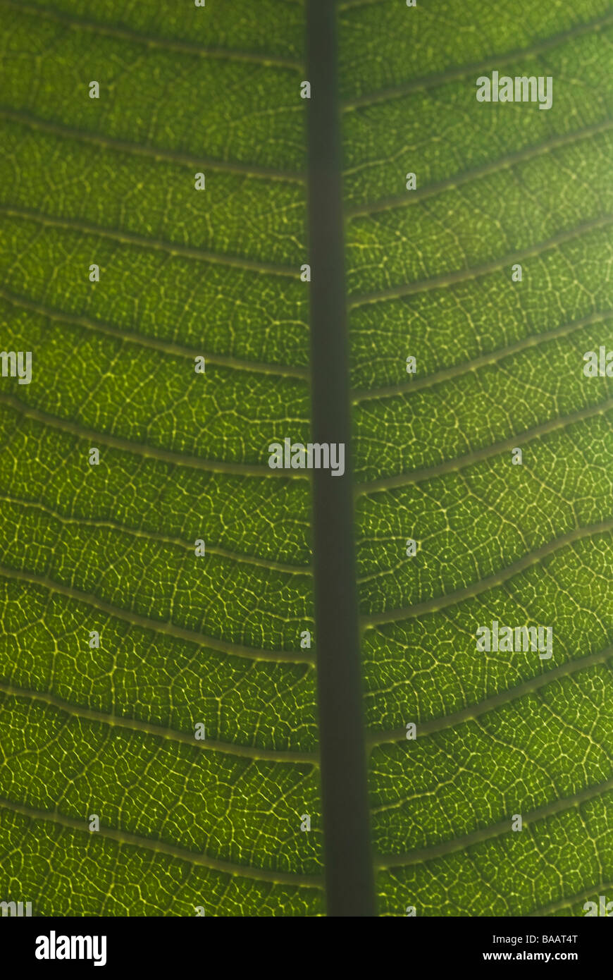 Details of a leaf Stock Photo - Alamy