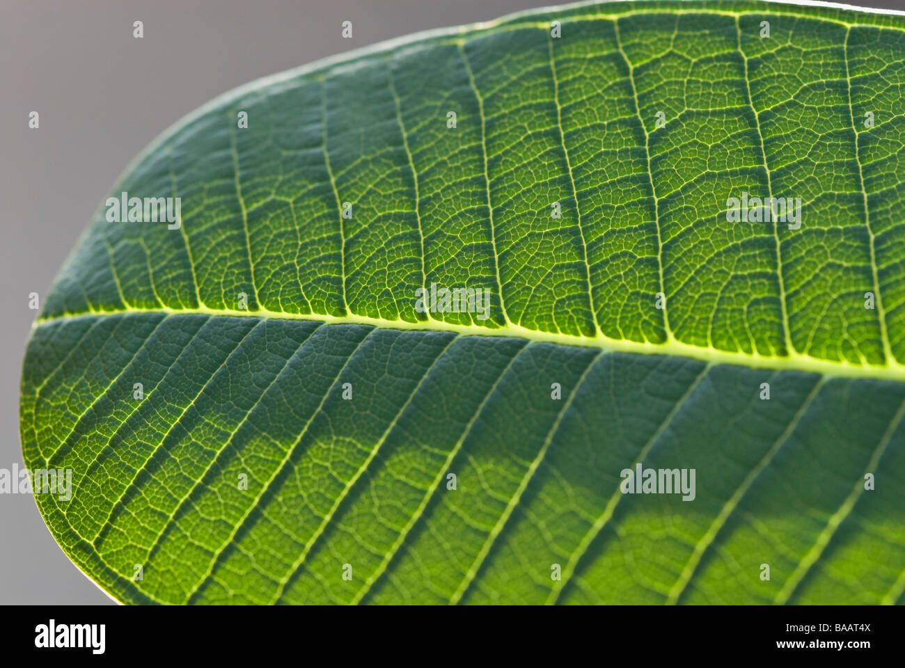 Details of a leaf Stock Photo - Alamy