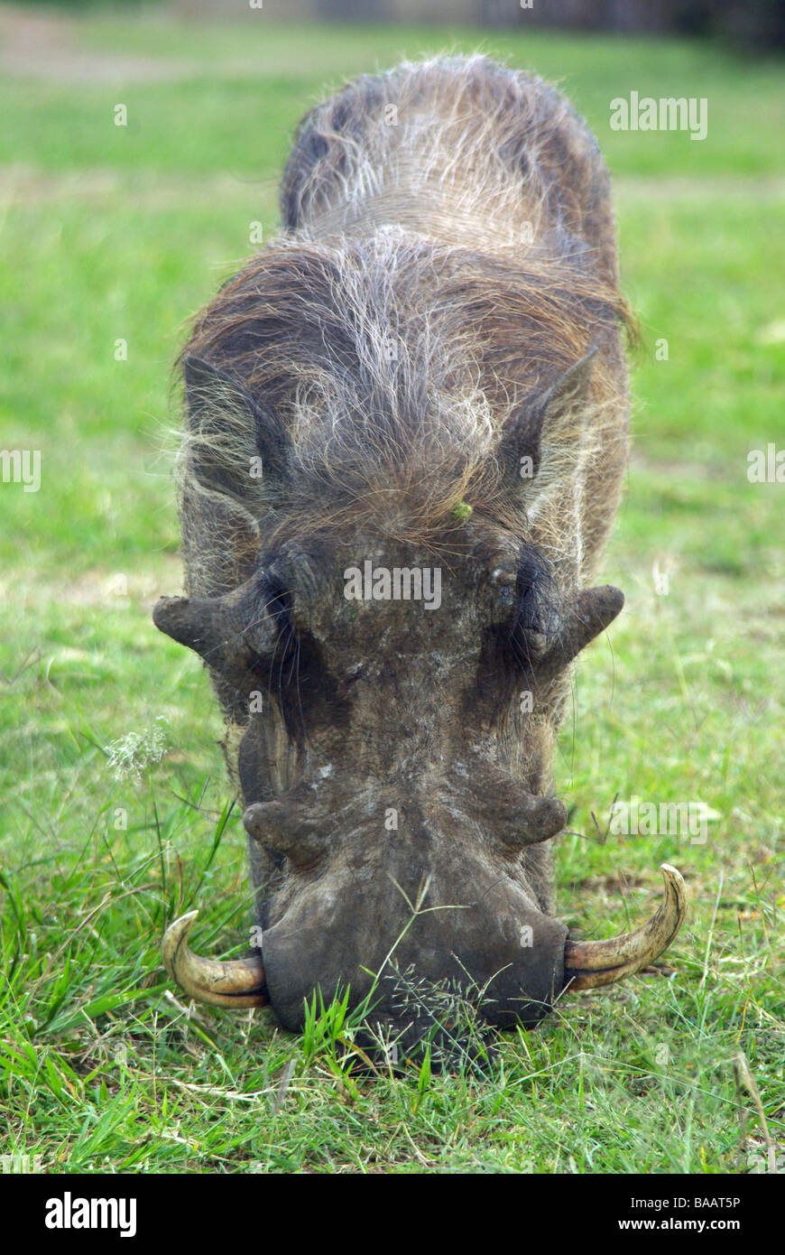African Warthog (Phacochoerus africanus Stock Photo - Alamy