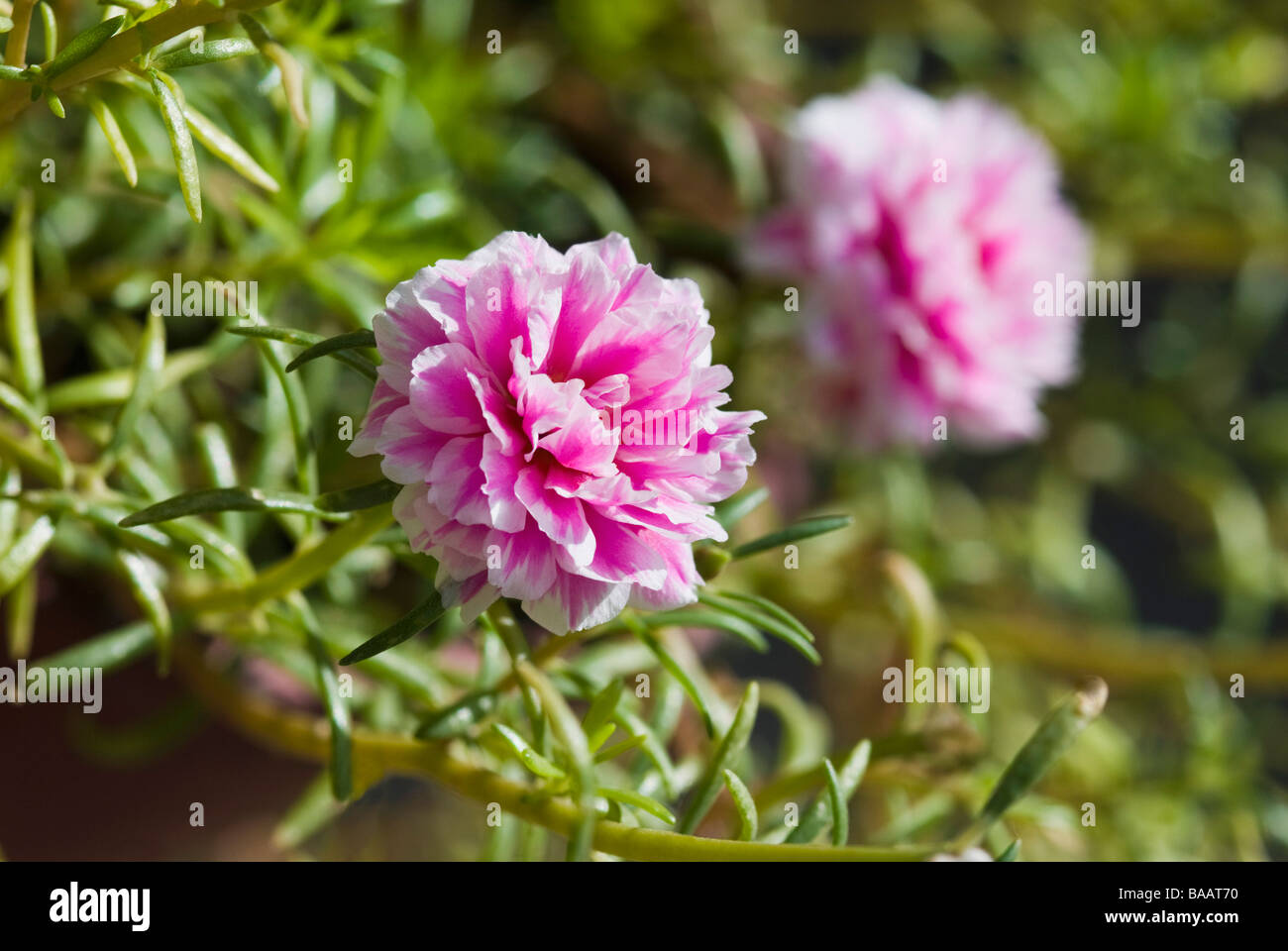 Flower on a plant, Gurgaon, Haryana, India Stock Photo - Alamy