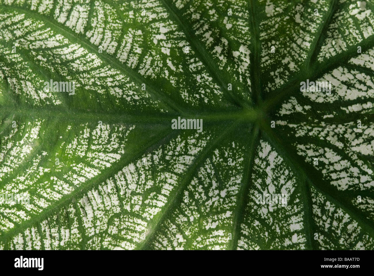 Detail of a leaf Stock Photo - Alamy