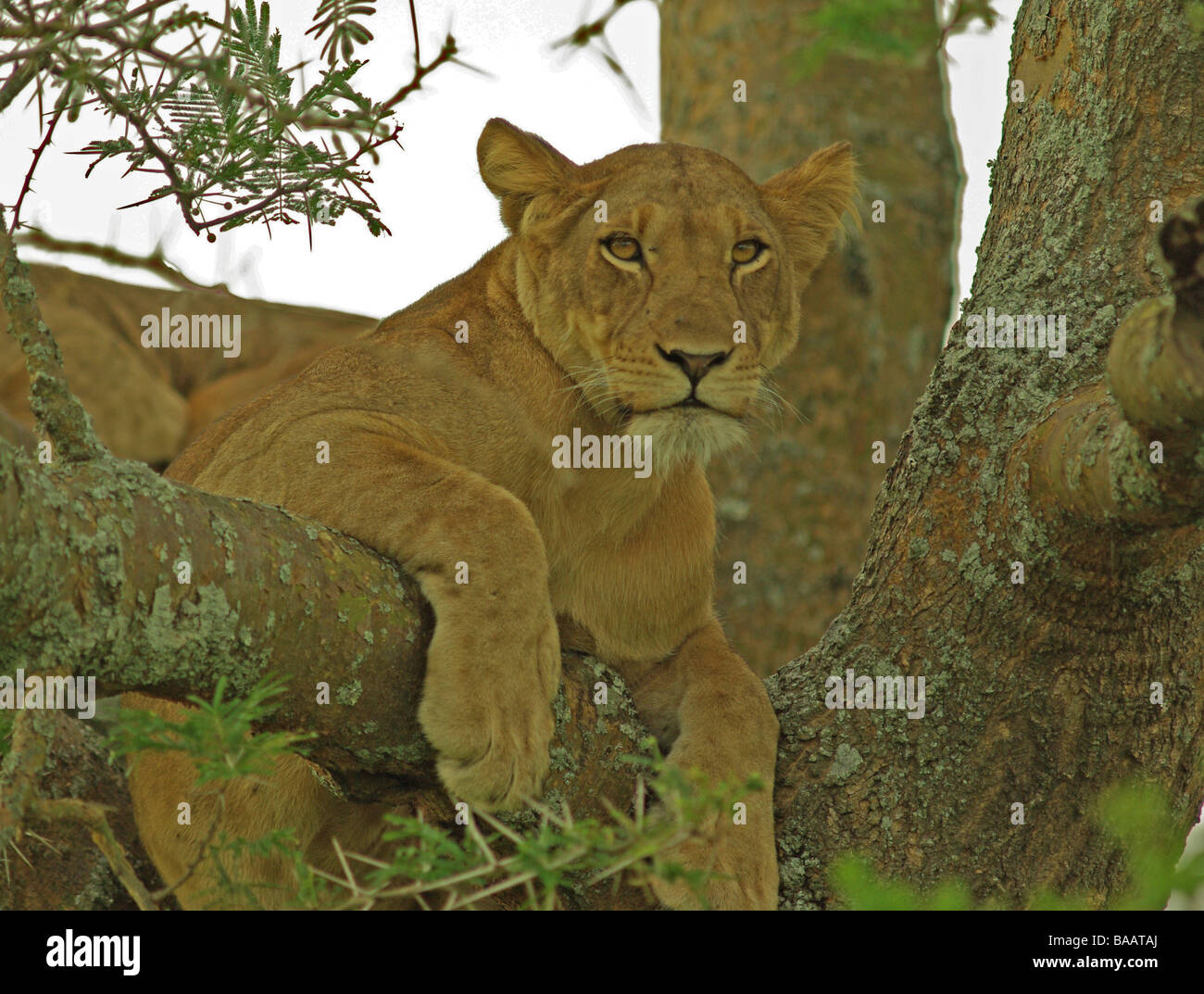 African tree lions hi-res stock photography and images - Alamy