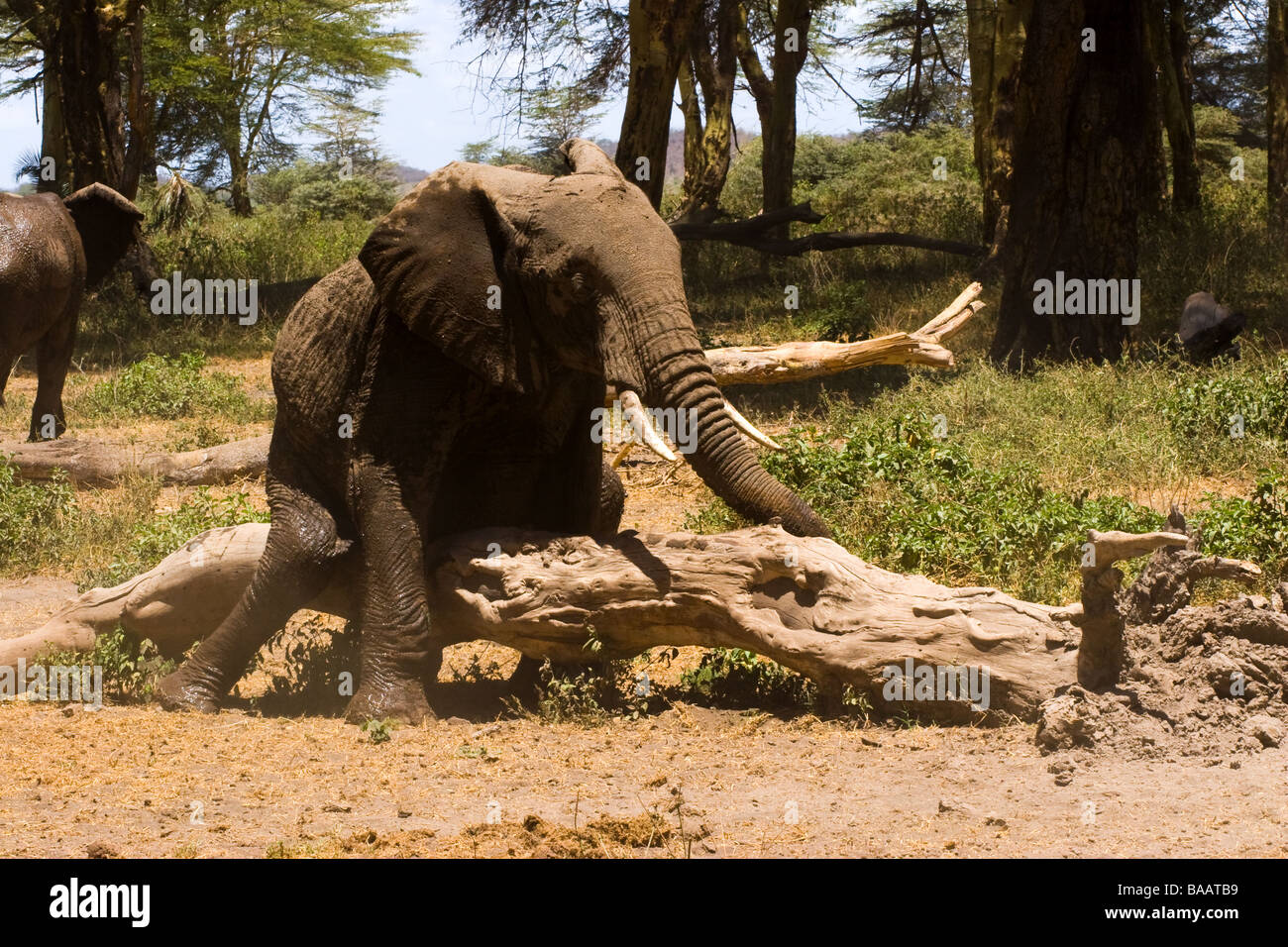 Elephant scratching against tree Stock Photo - Alamy