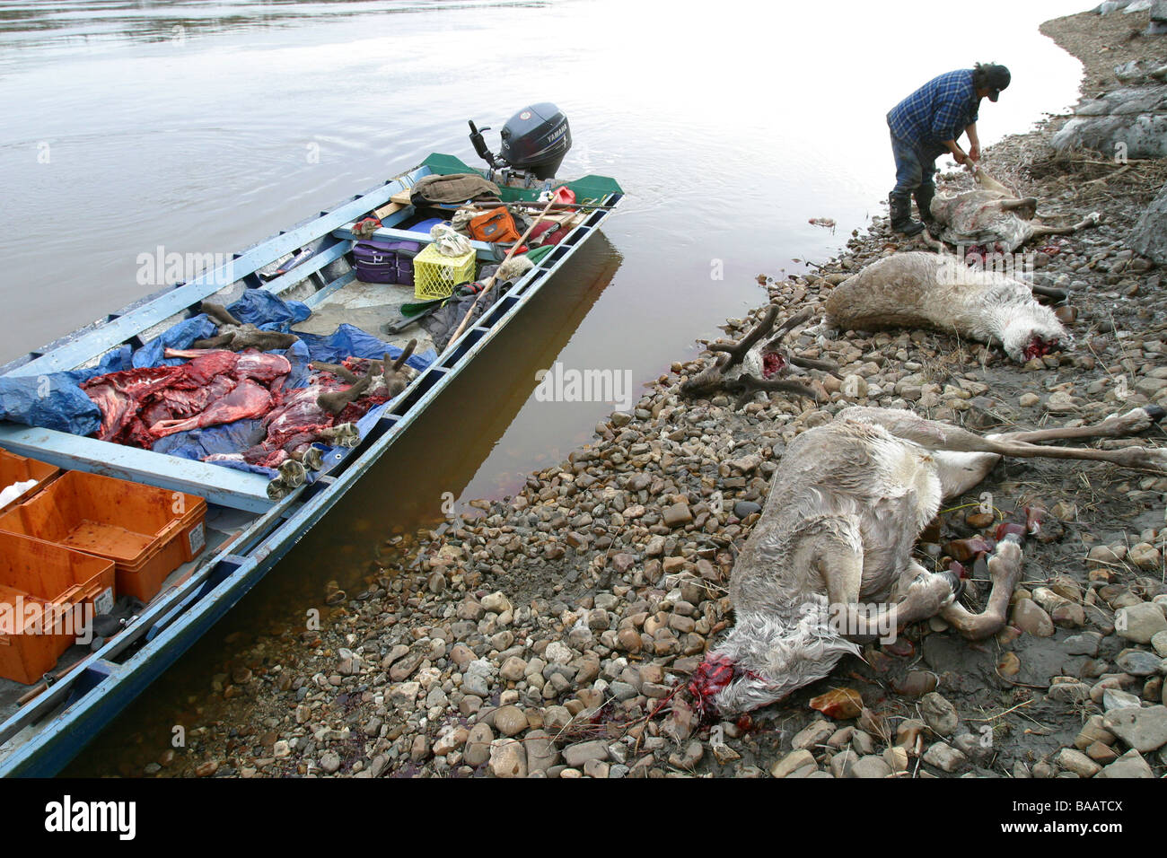 A First Nations hunter butchers Porcupine caribou on the banks of the ...