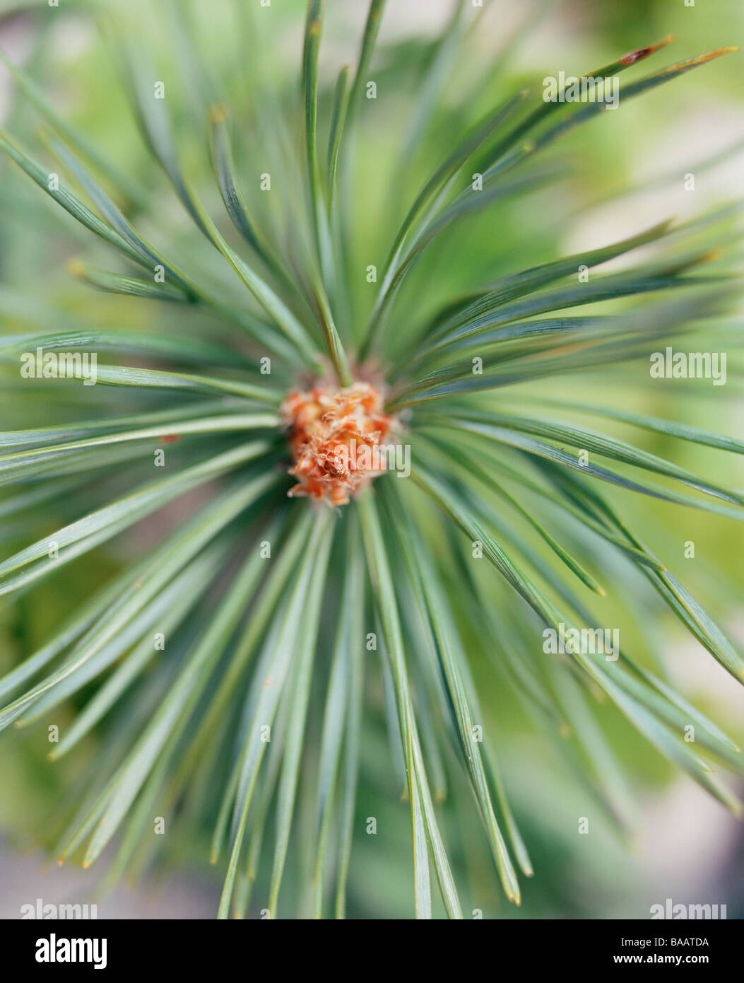 Piece tree hi-res stock photography and images - Alamy