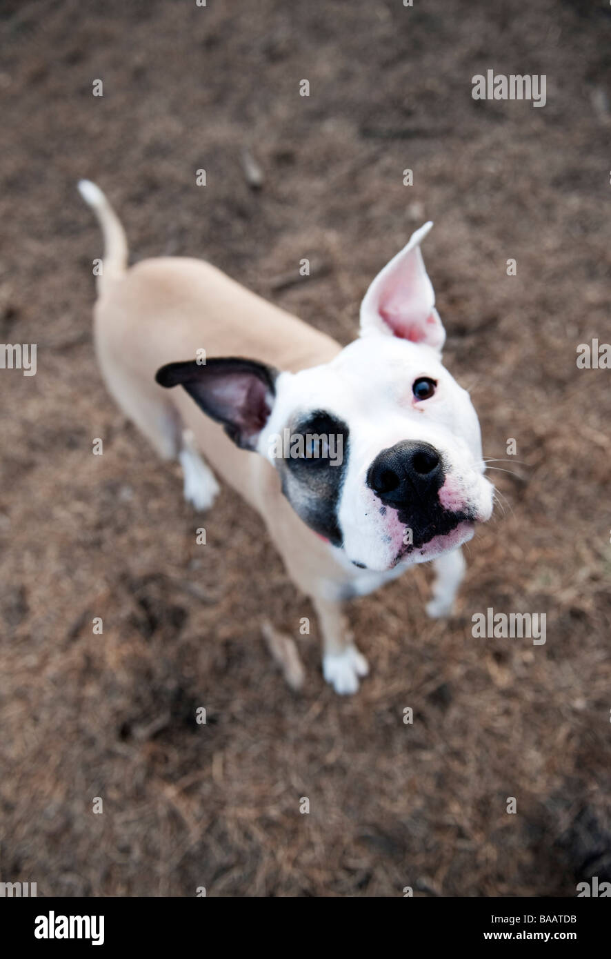 Drooling dog hi-res stock photography and images - Alamy