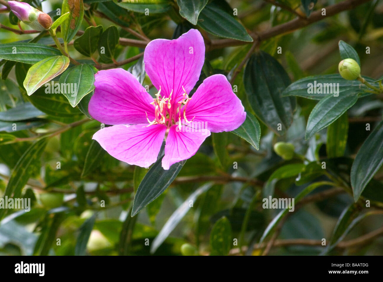 "Tibouchina mutabilis" flower Stock Photo - Alamy