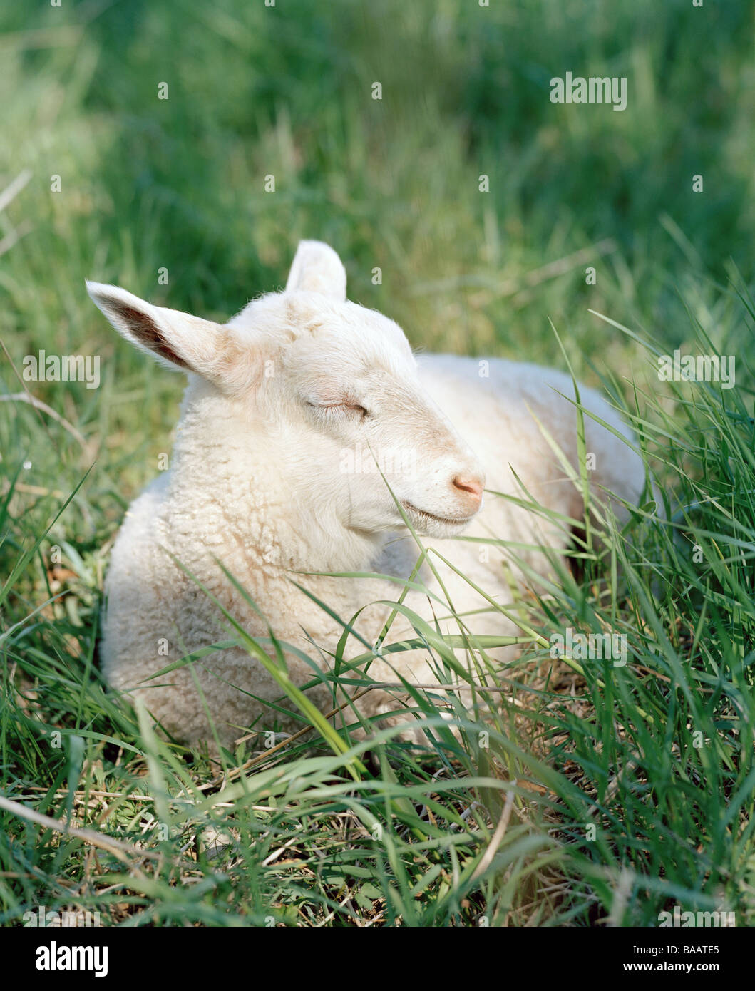 Sheep in the sun, Sweden Stock Photo - Alamy