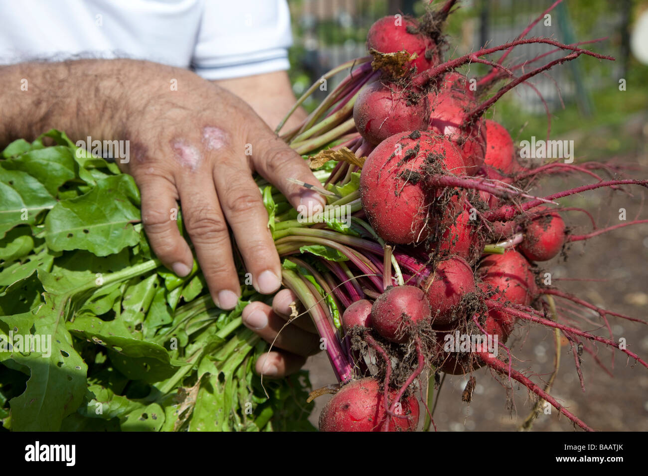 Beets cooperative hi-res stock photography and images - Alamy
