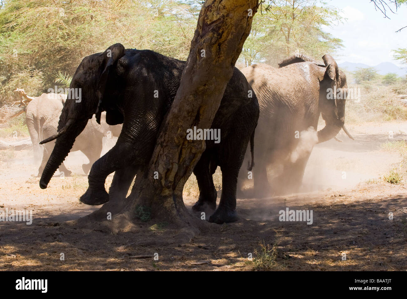 Elephant scratching against tree Stock Photo - Alamy