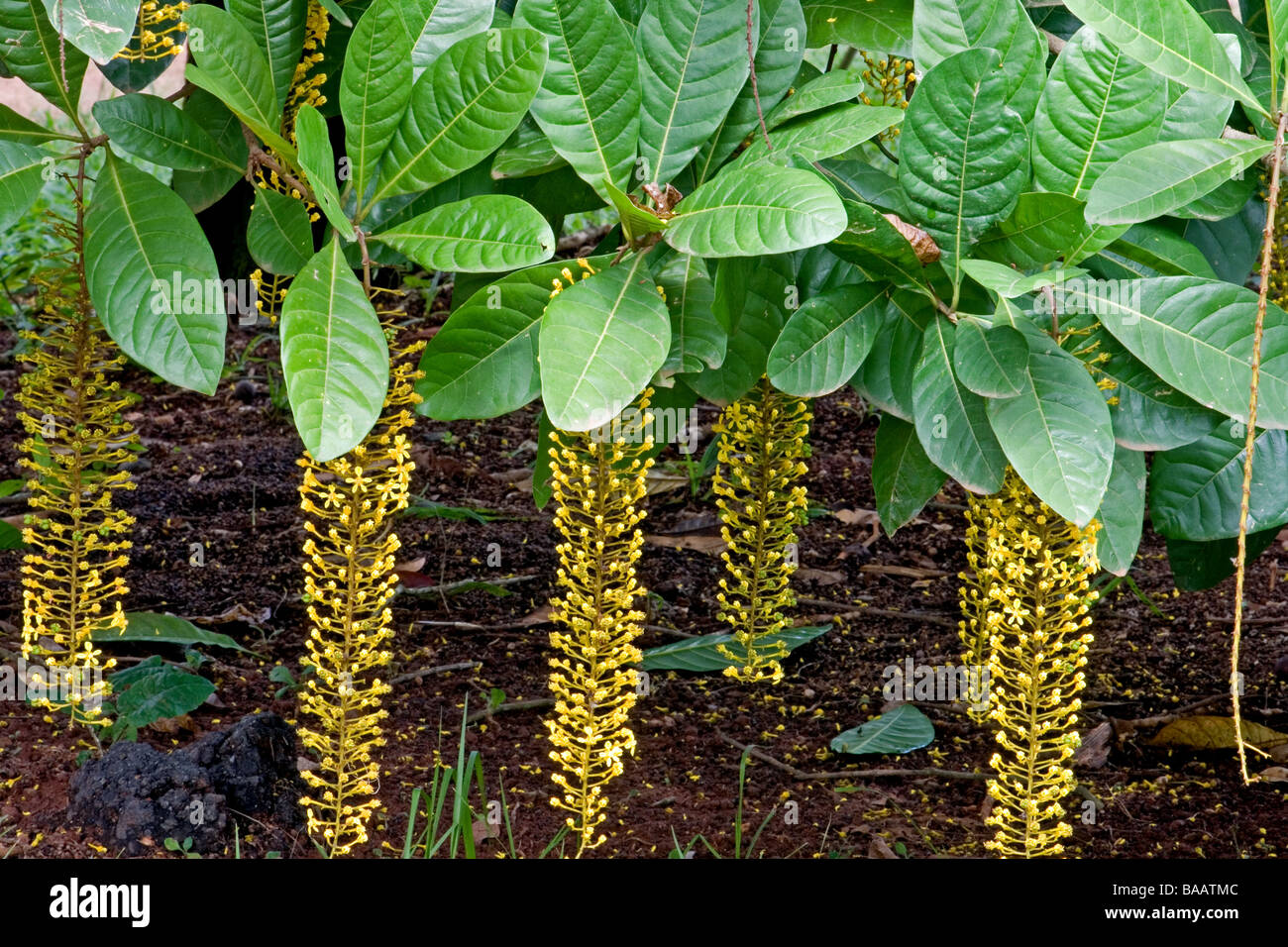 Golden chain tree hi-res stock photography and images - Alamy