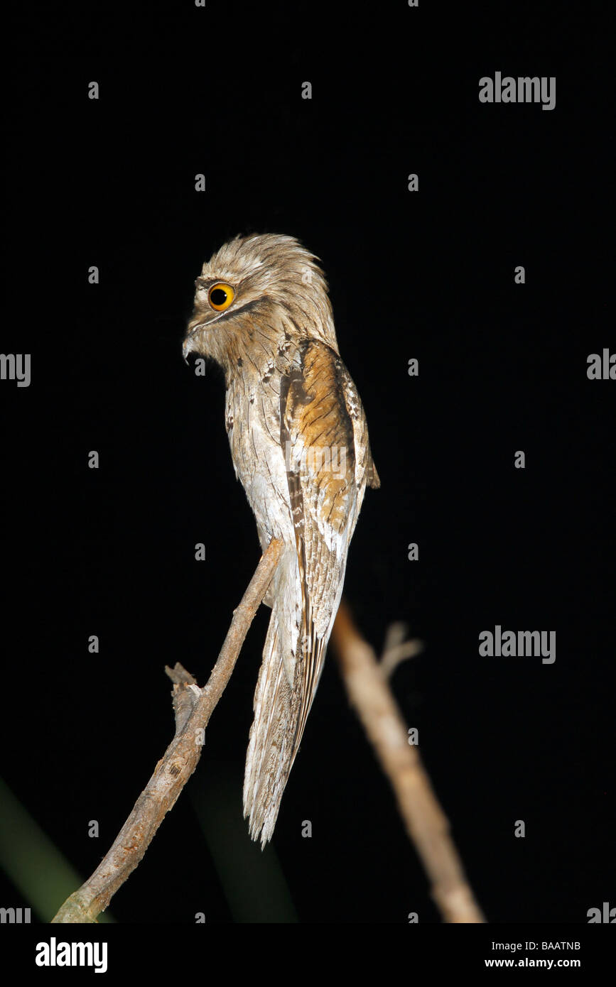 Potoo Bird High Resolution Stock Photography and Images - Alamy