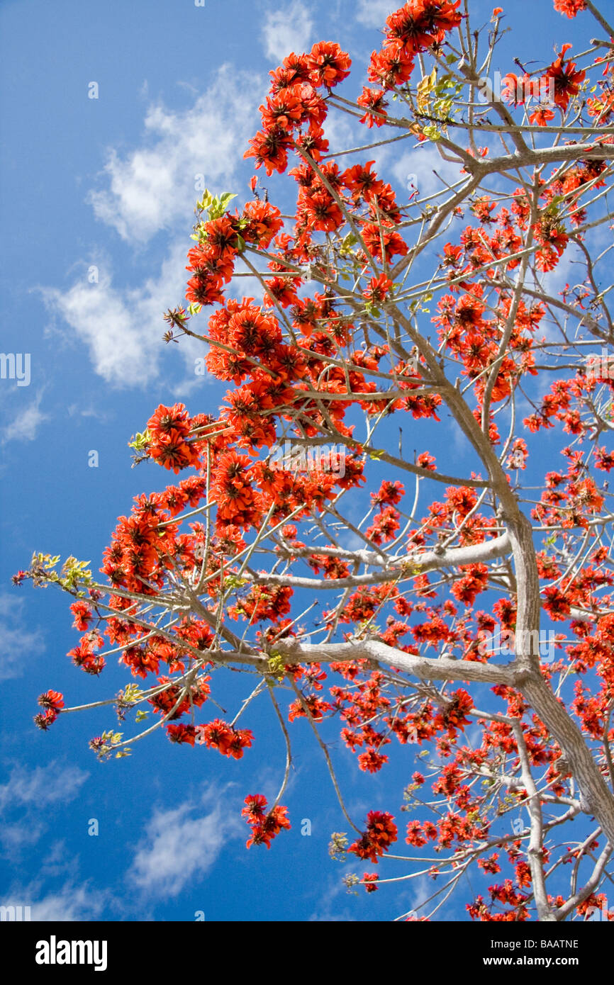 Coral tree hi-res stock photography and images - Alamy