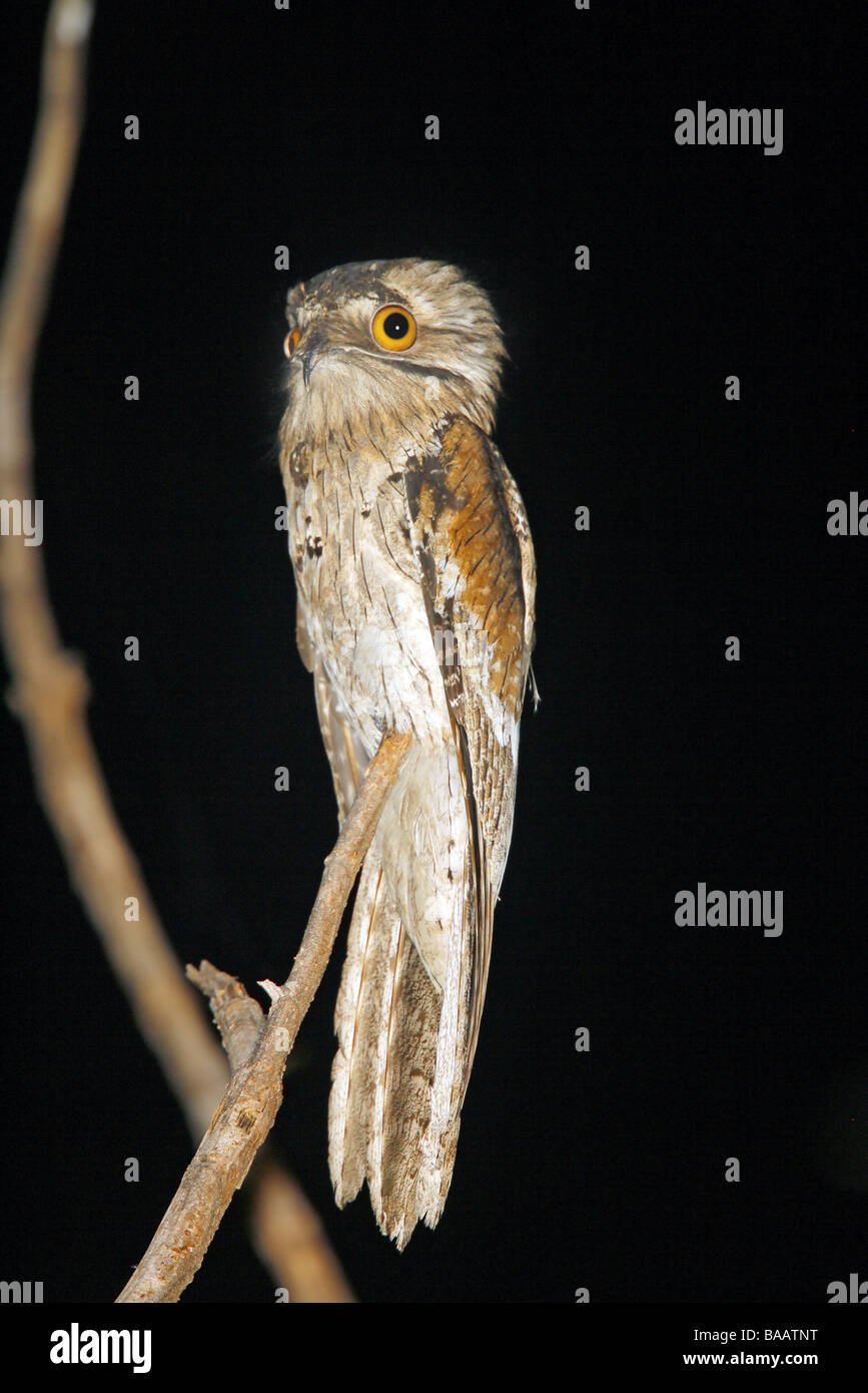 Northern Potoo High Resolution Stock Photography and Images - Alamy
