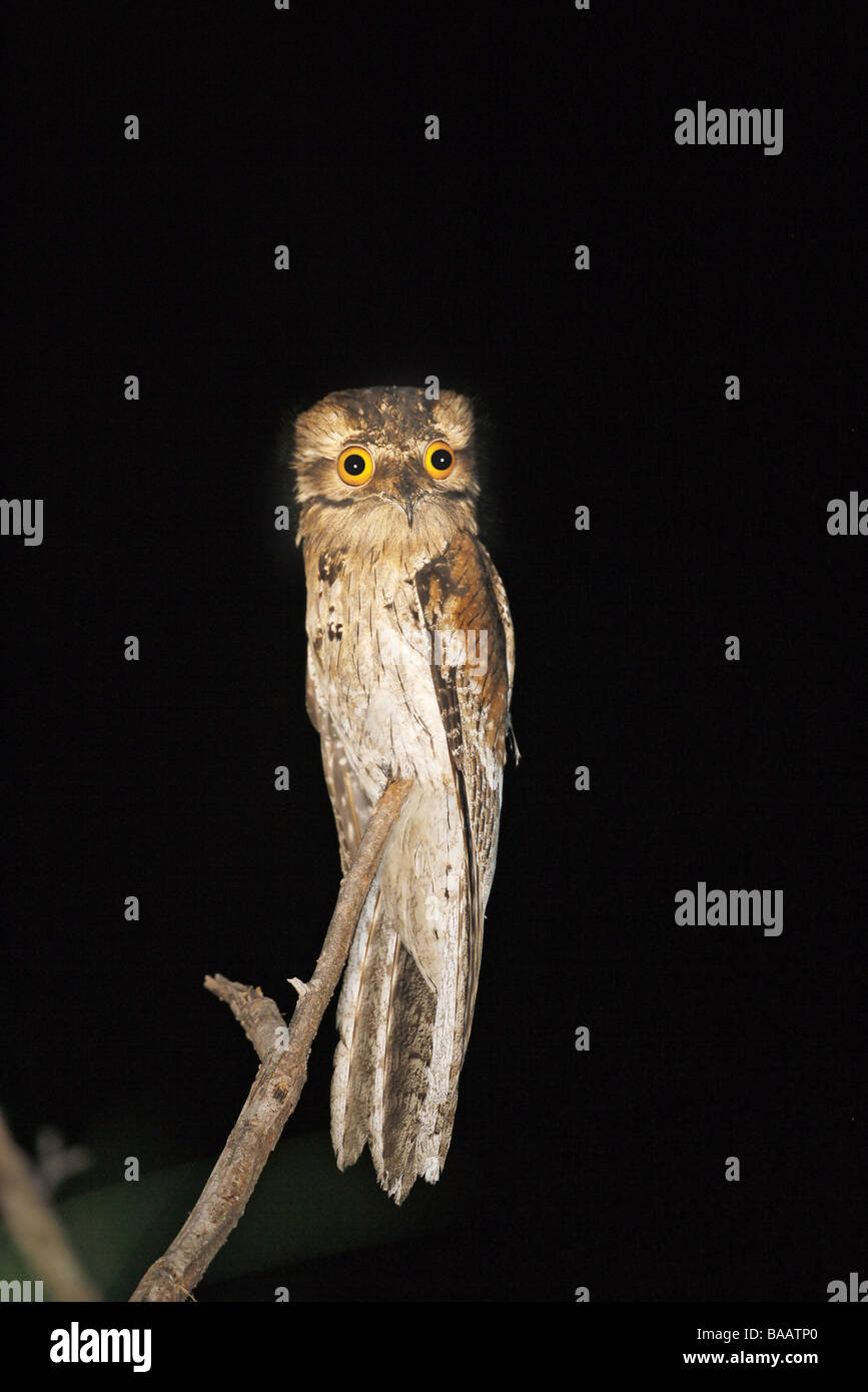 Potoo bird hi-res stock photography and images - Alamy