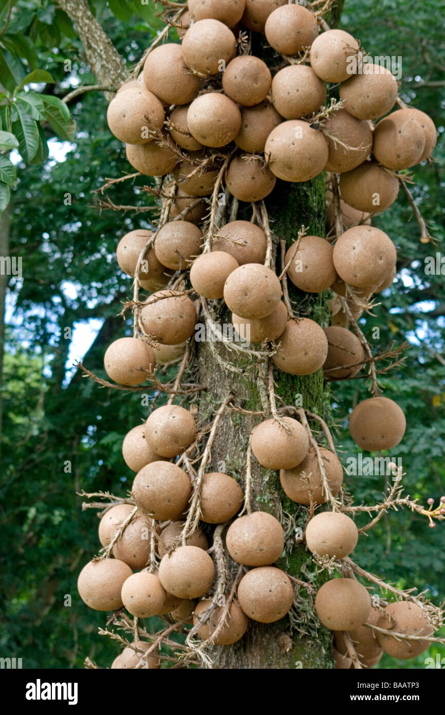 Cannonball Tree (Cannonball Tree (Couroupita guianensis) with fruits ...