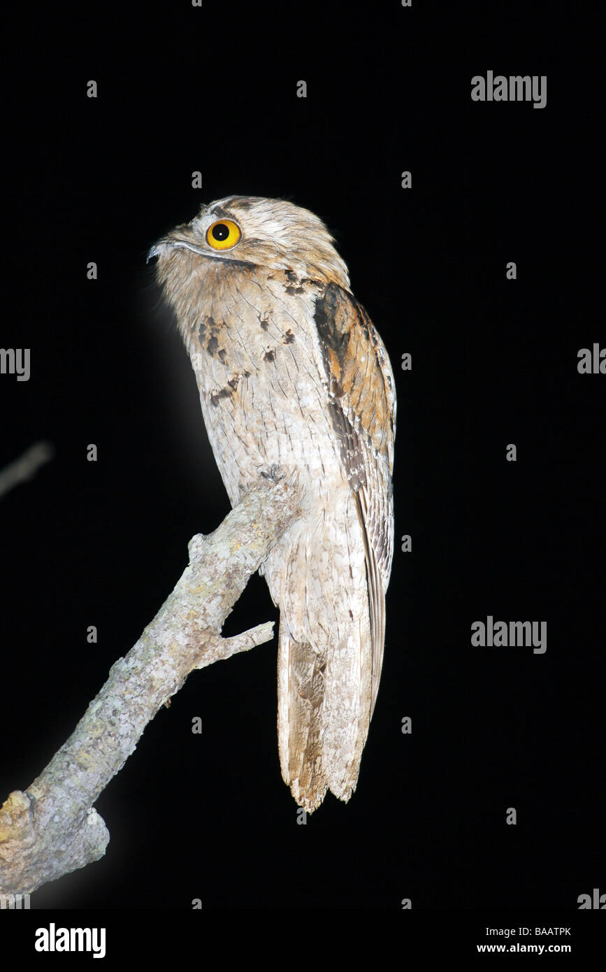 Northern potoo hi-res stock photography and images - Alamy