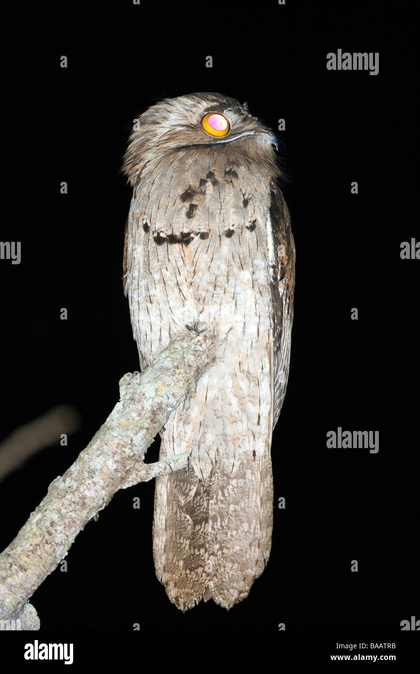 Northern Potoo High Resolution Stock Photography and Images - Alamy
