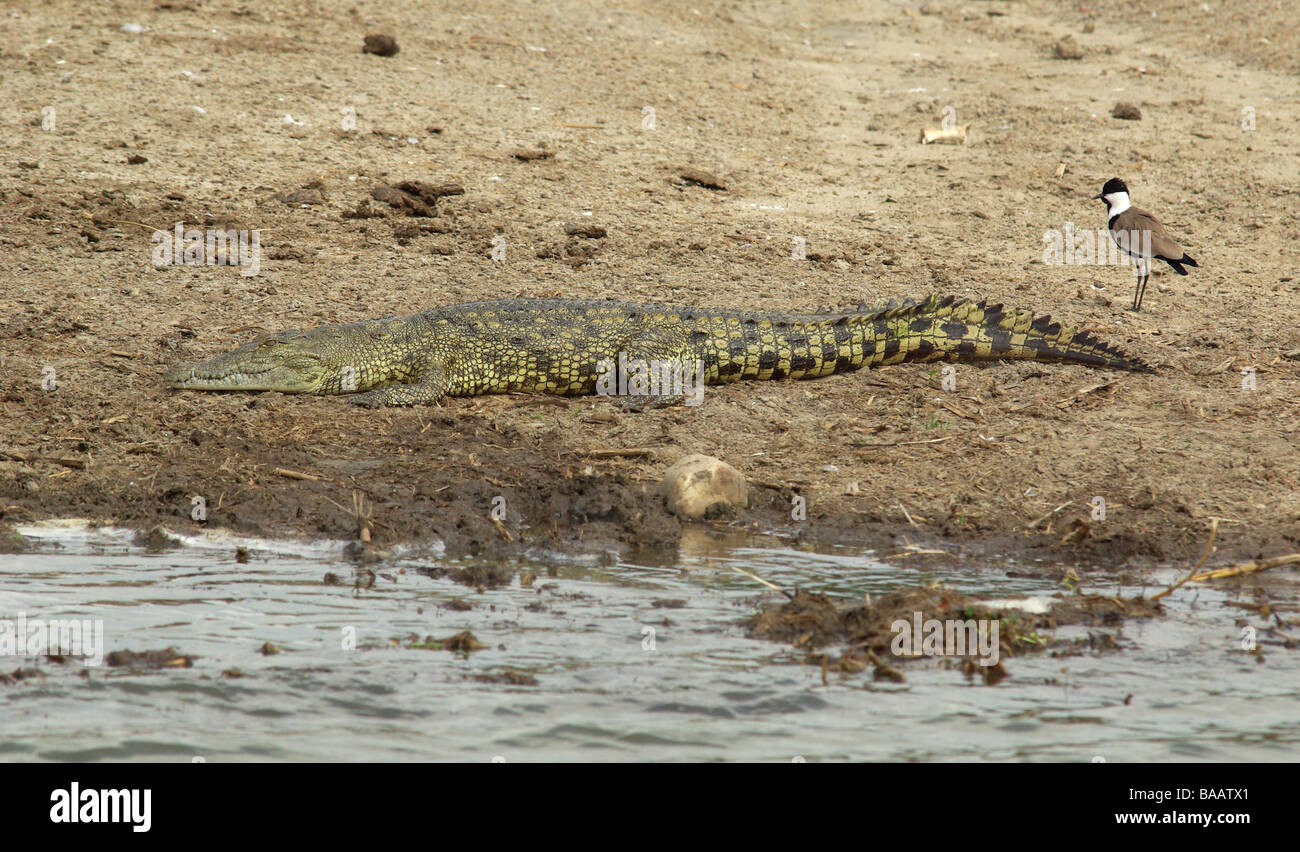 Nile crocodile (Crocodylus niloticus) and spur winged lapwing Stock ...