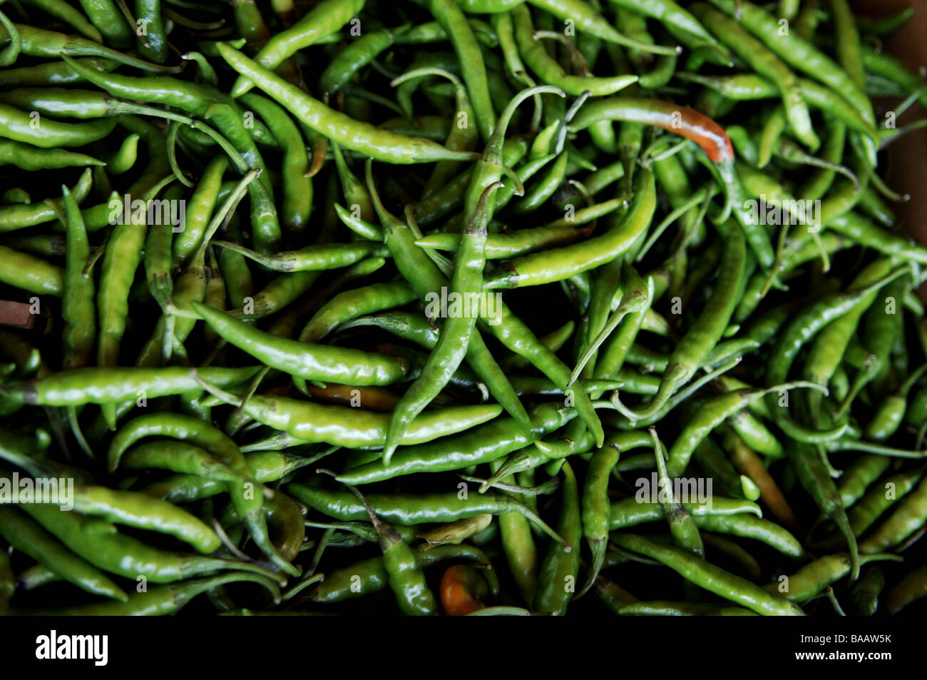 Hot green chillies on display at the Fiery Food Festival in Brighton ...