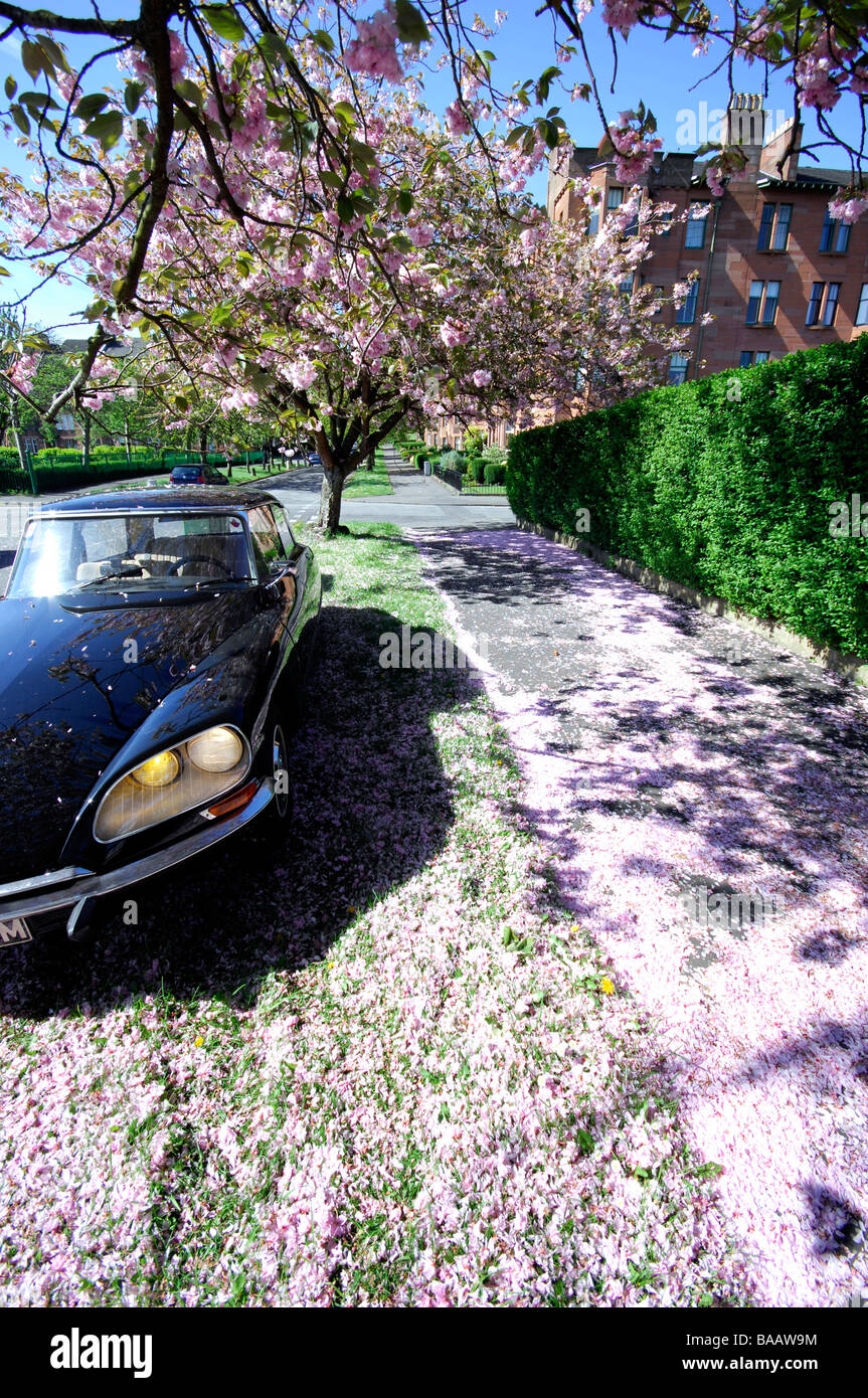Car cherry blossom hi-res stock photography and images - Alamy