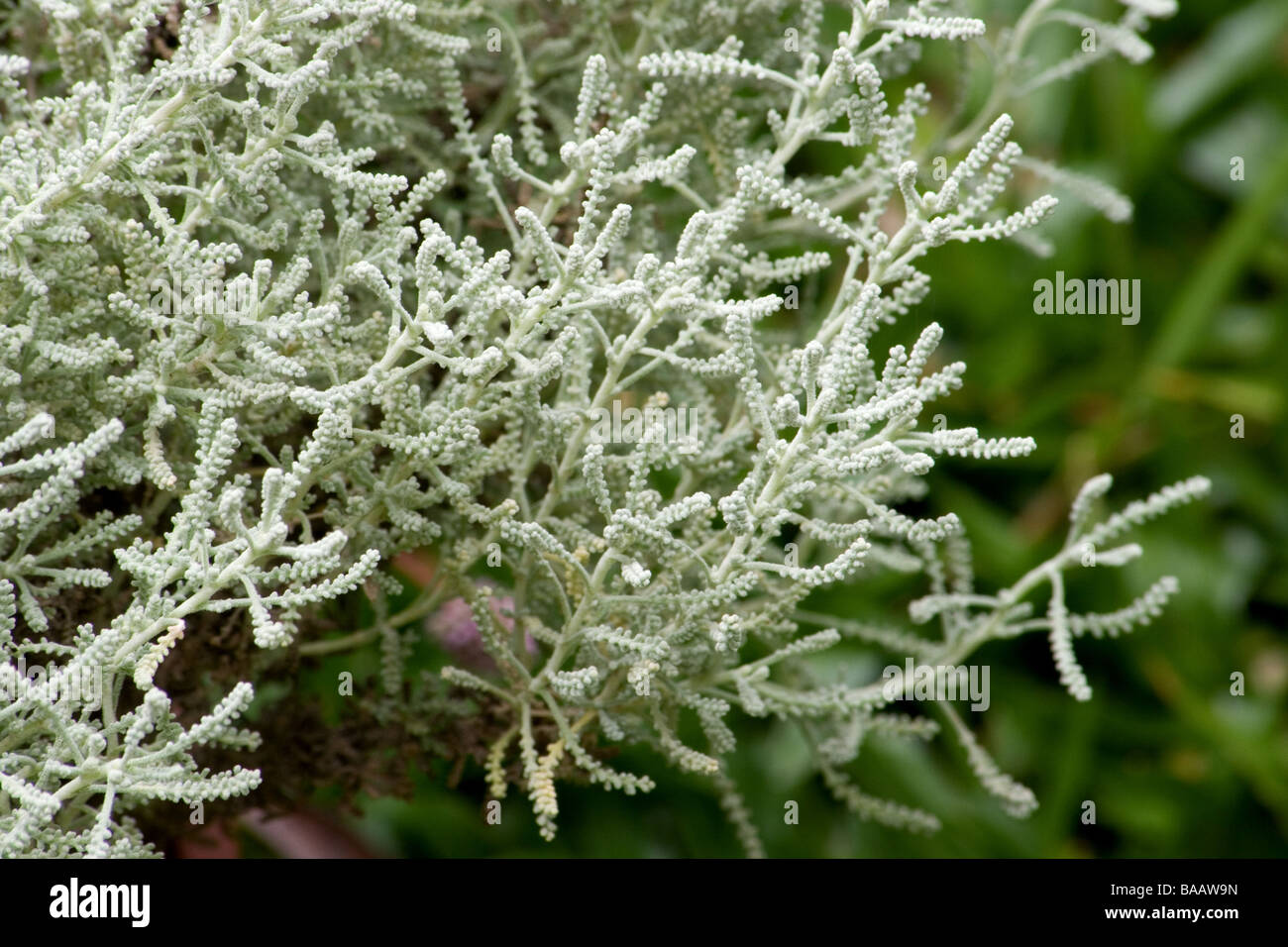 Lavender cotton flowers hi-res stock photography and images - Alamy