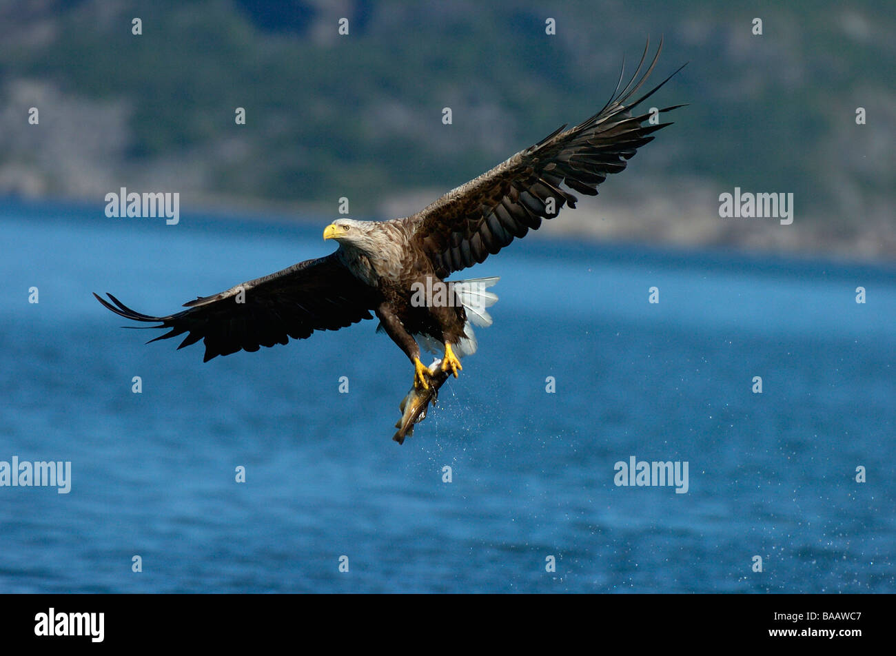 White Tailed Eagle Grabbing High Resolution Stock Photography and ...