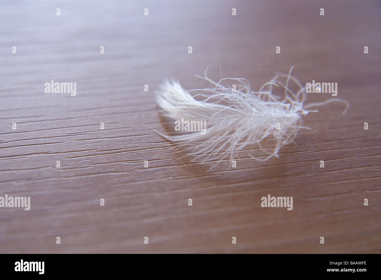 Delicate white feather Stock Photo - Alamy