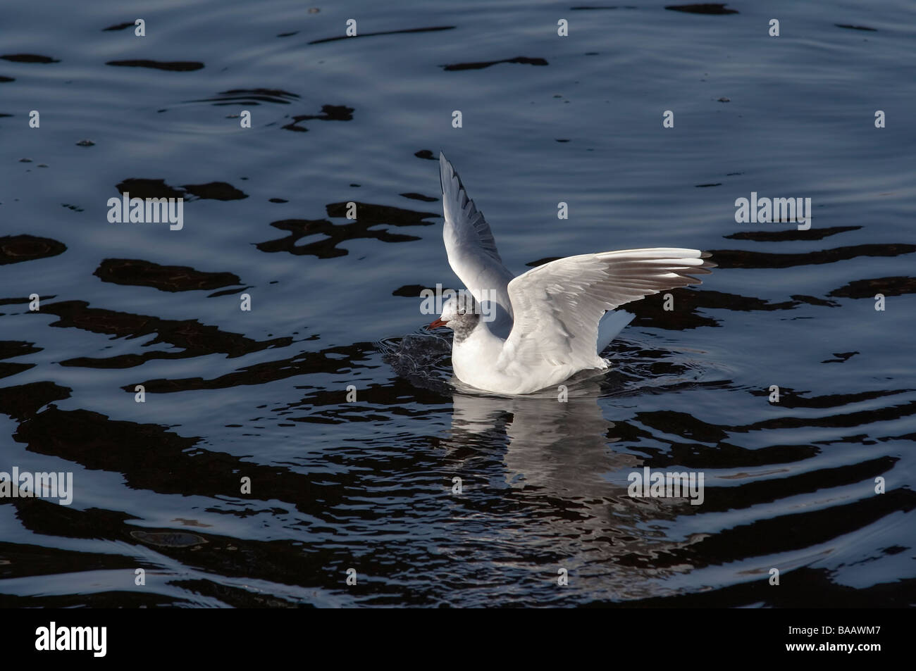 laughing gull on the water Stock Photo - Alamy