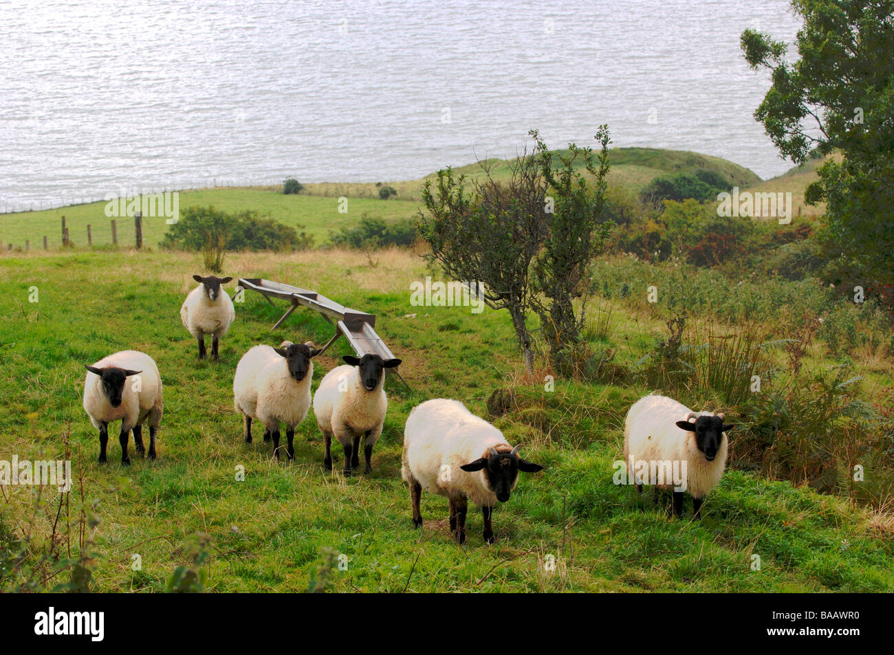 Sheep, Northern Ireland Stock Photo - Alamy