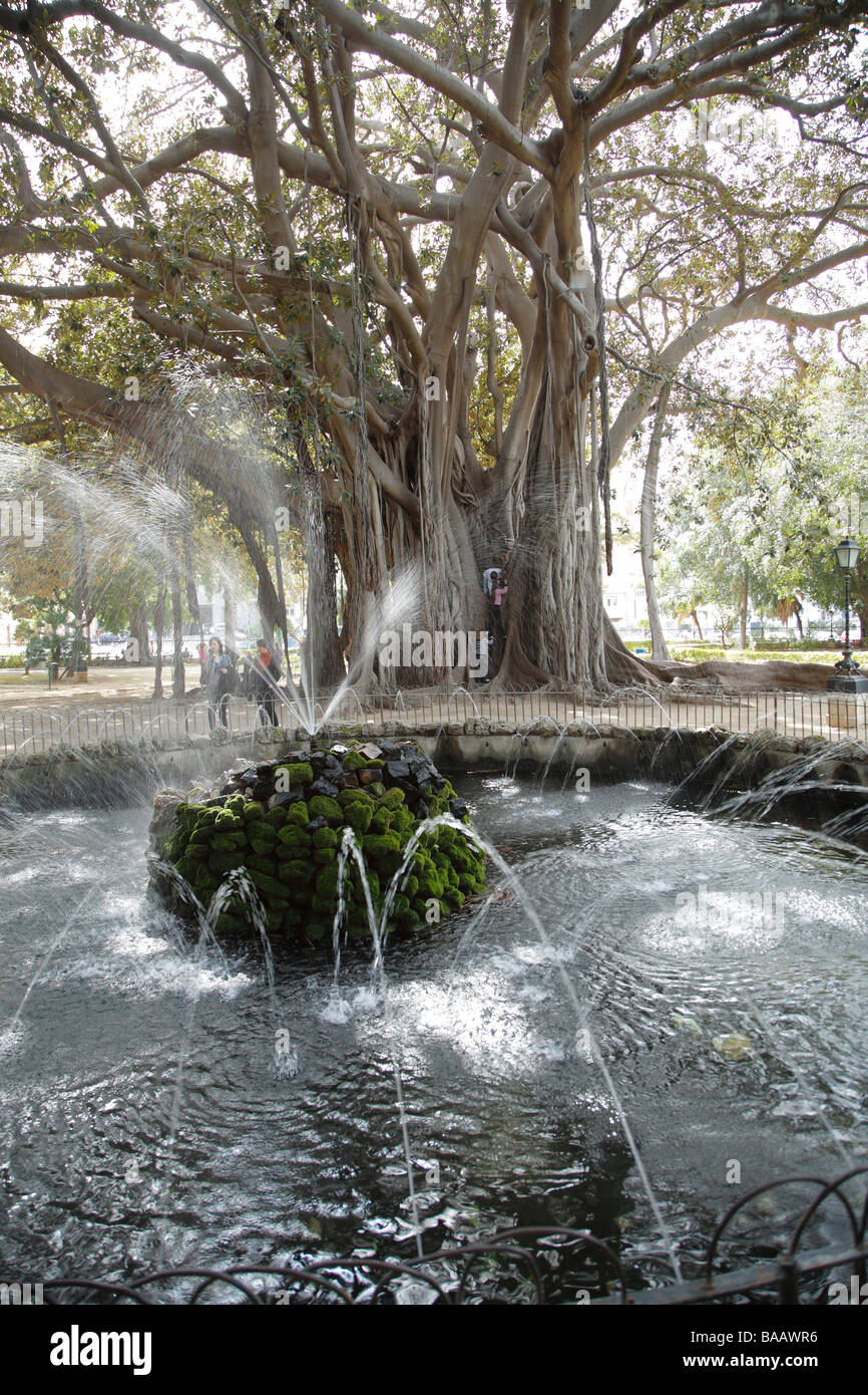 Palermo's oldest tree, 150-year-old, Ficus Benjamin, Garibaldi Garden ...