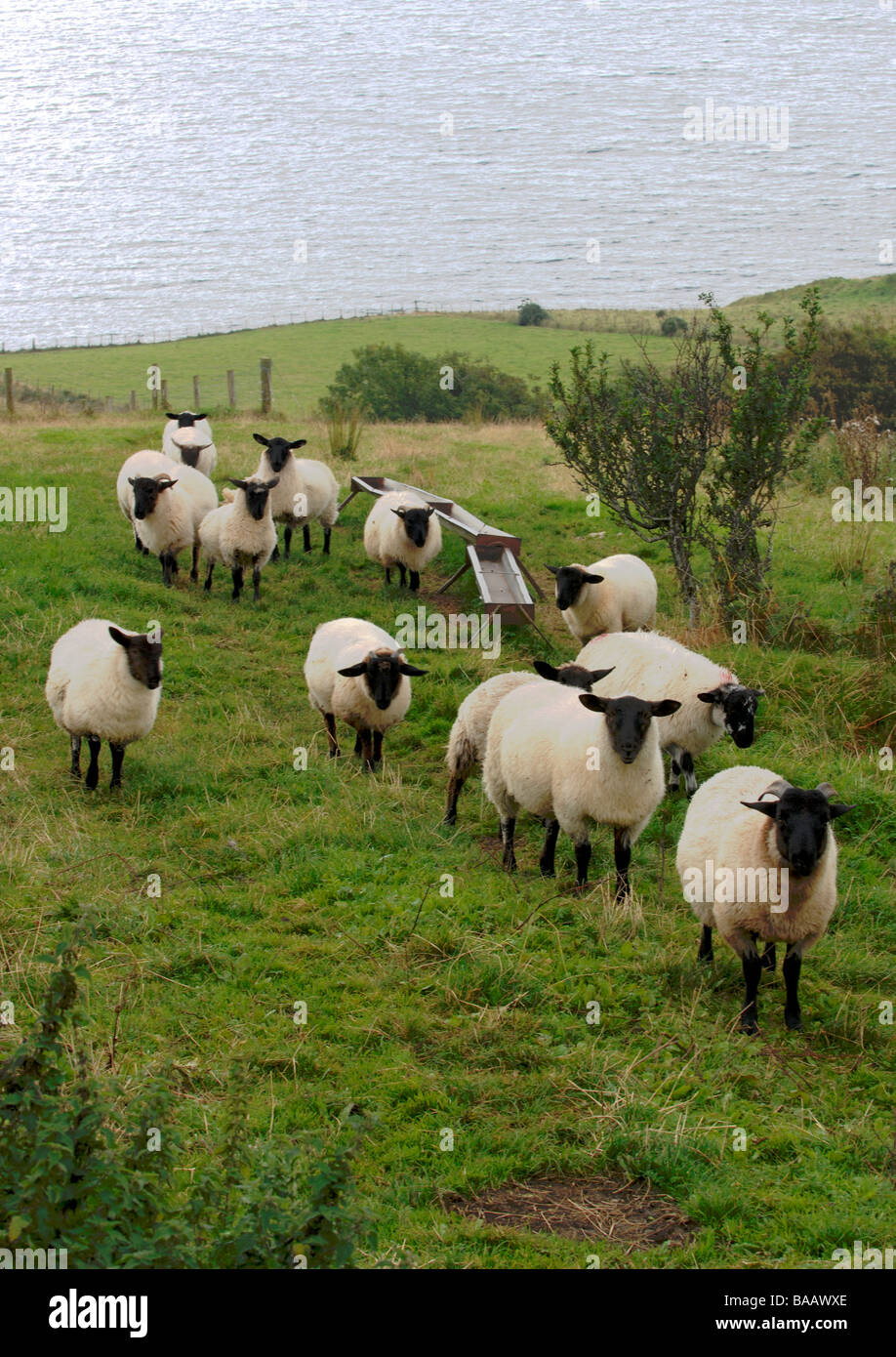 Sheep, Northern Ireland Stock Photo - Alamy