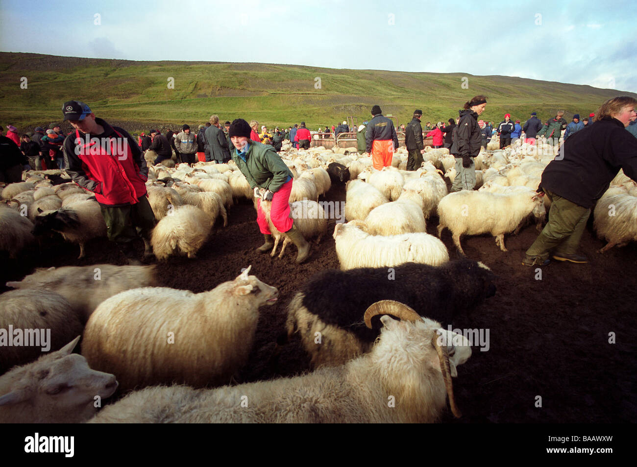 Sheep sorting hi-res stock photography and images - Alamy